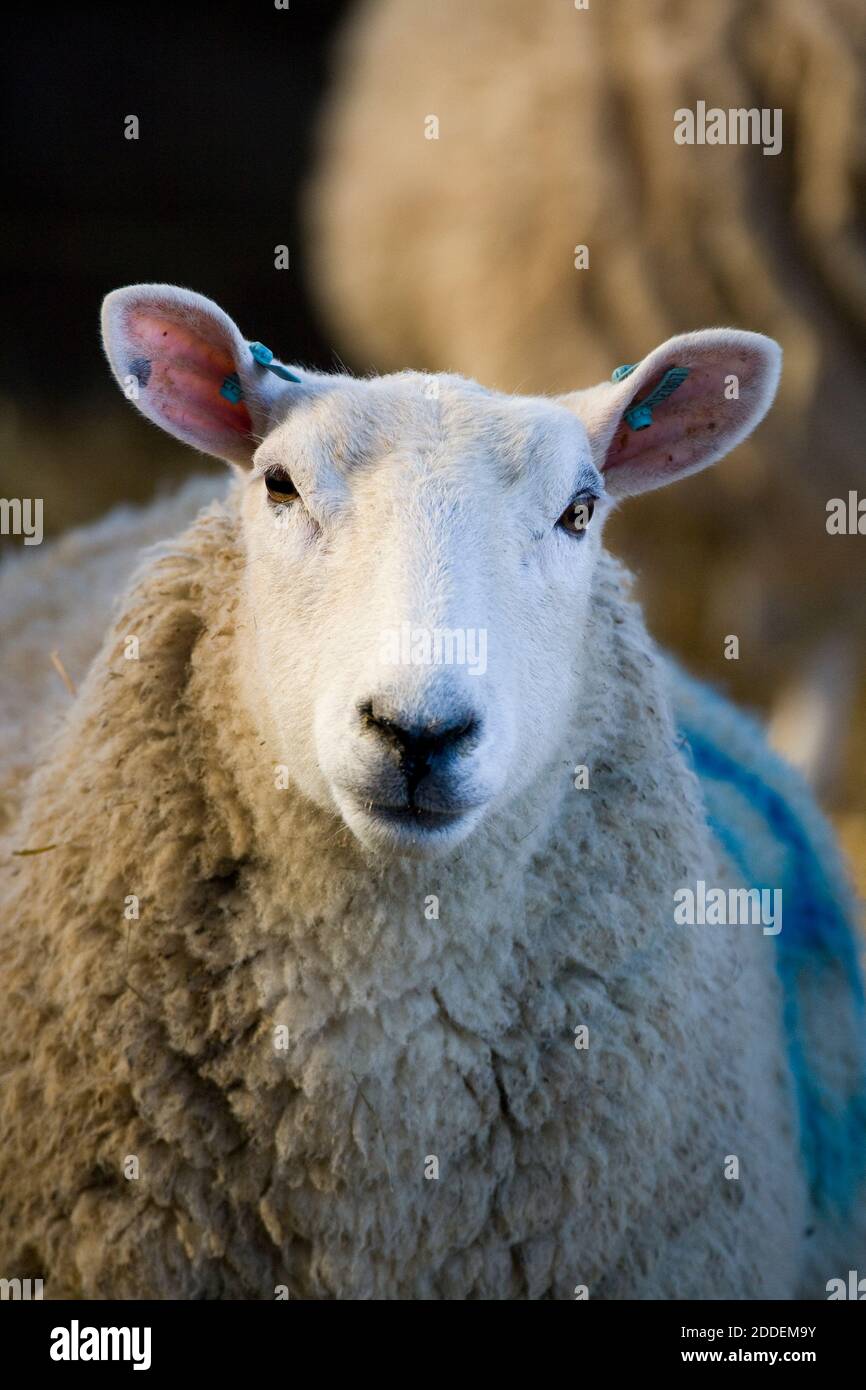 Afarm hi-res stock photography and images - Alamy