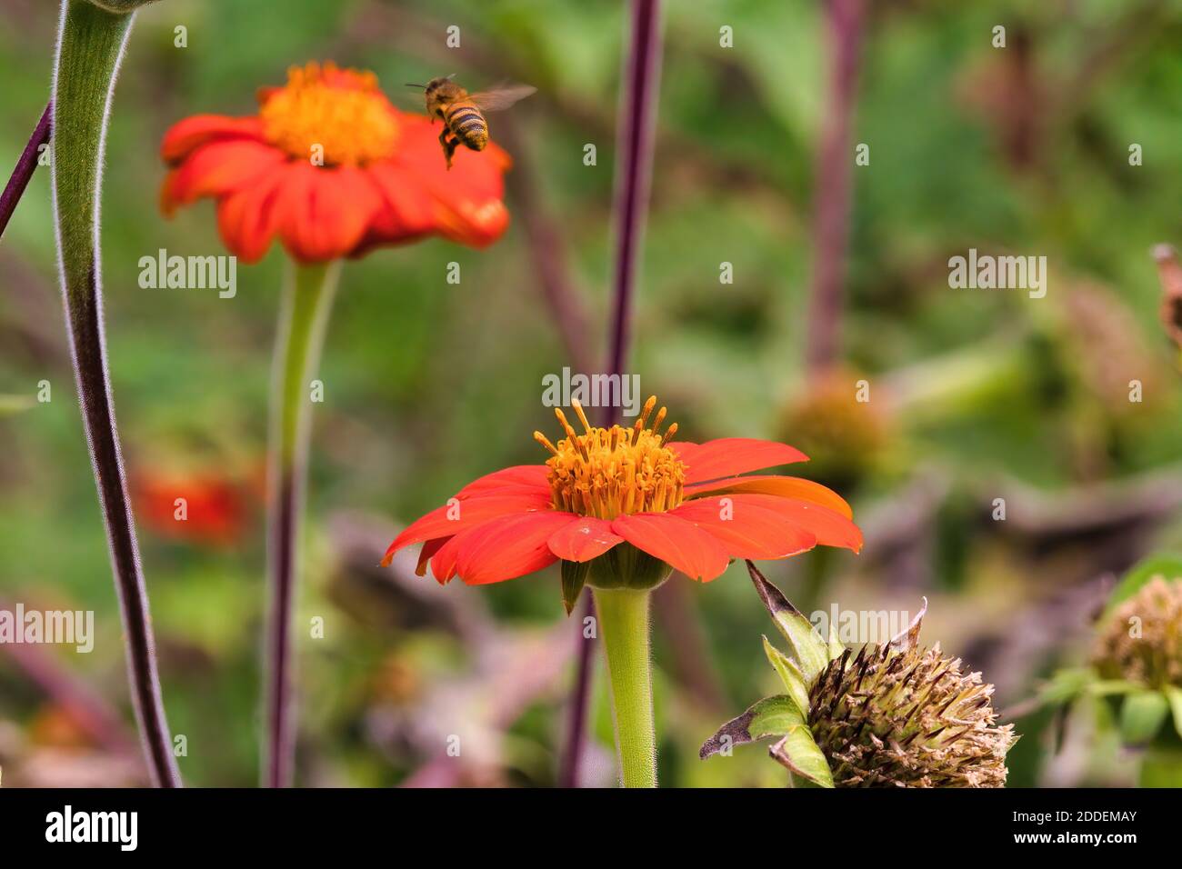 Honey bee flying from one bright orange flower to another bright orange ...