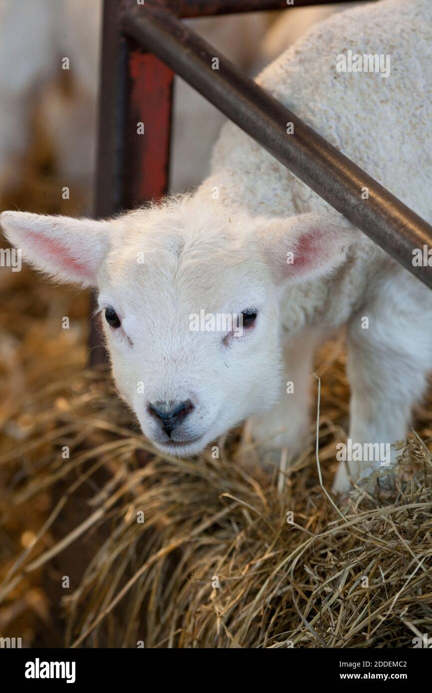 White faced new born Lleyn lamb on a farm at lambing time, UK Stock ...