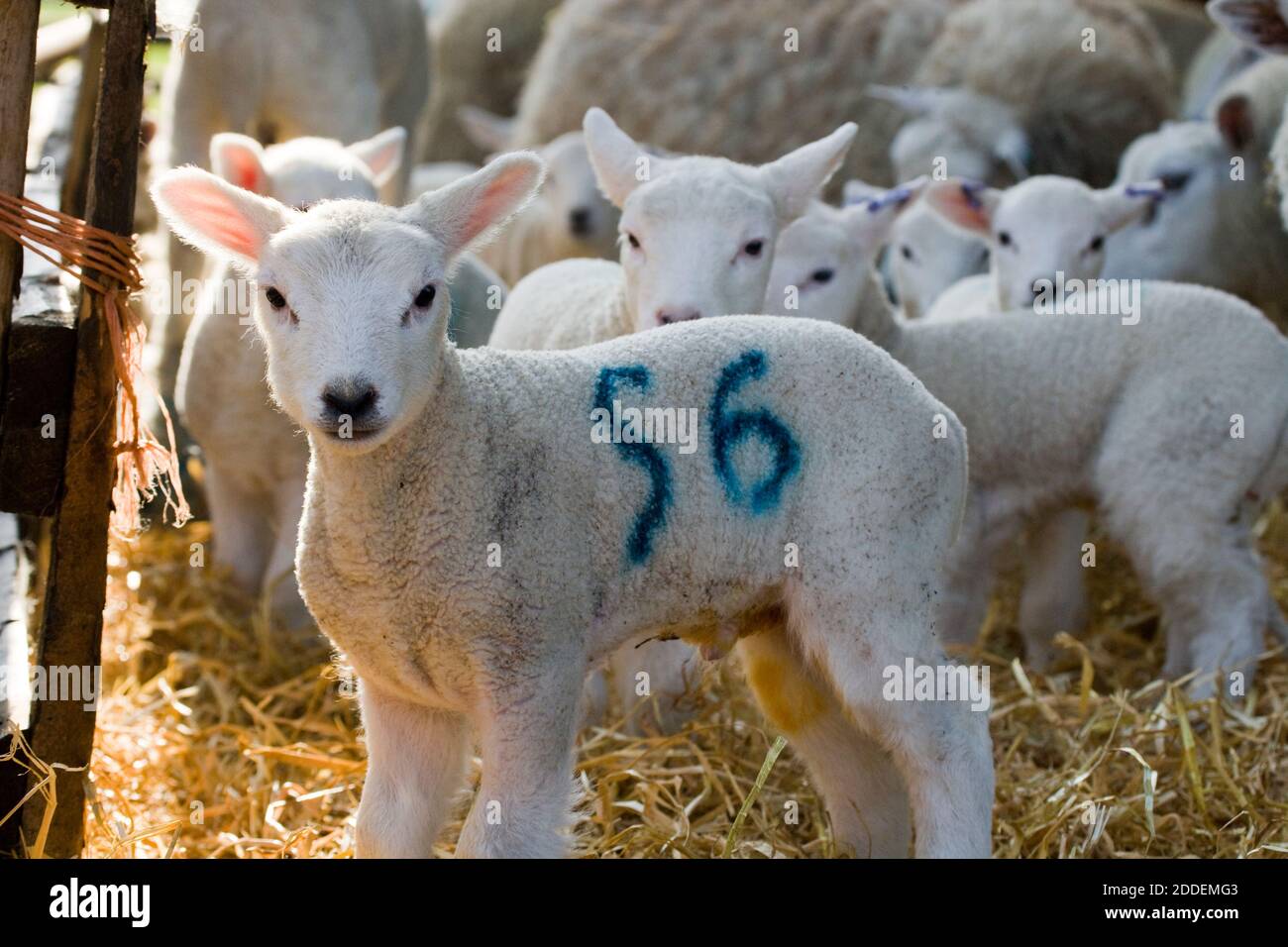 White faced new born Lleyn lamb on afarm at lambing time, UK Stock ...