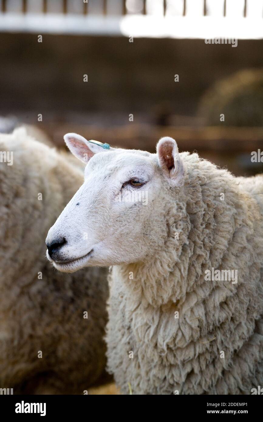 Lleyn ewe hi-res stock photography and images - Alamy