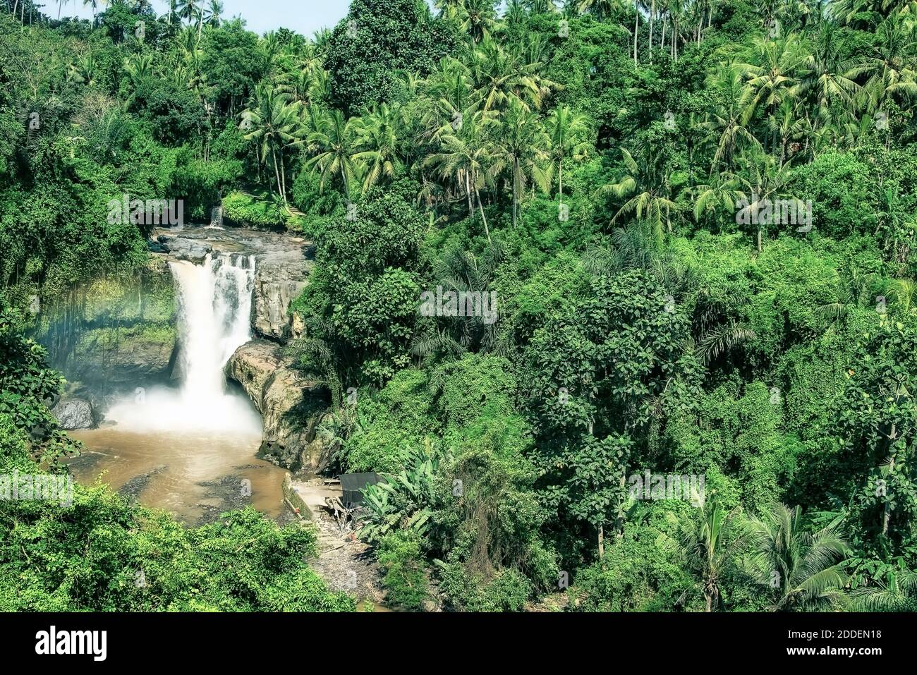 Deep Jungle Wallpaper