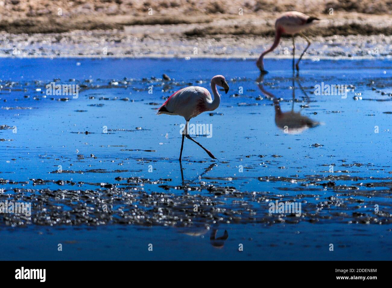 Discover atacama desert hi-res stock photography and images - Alamy