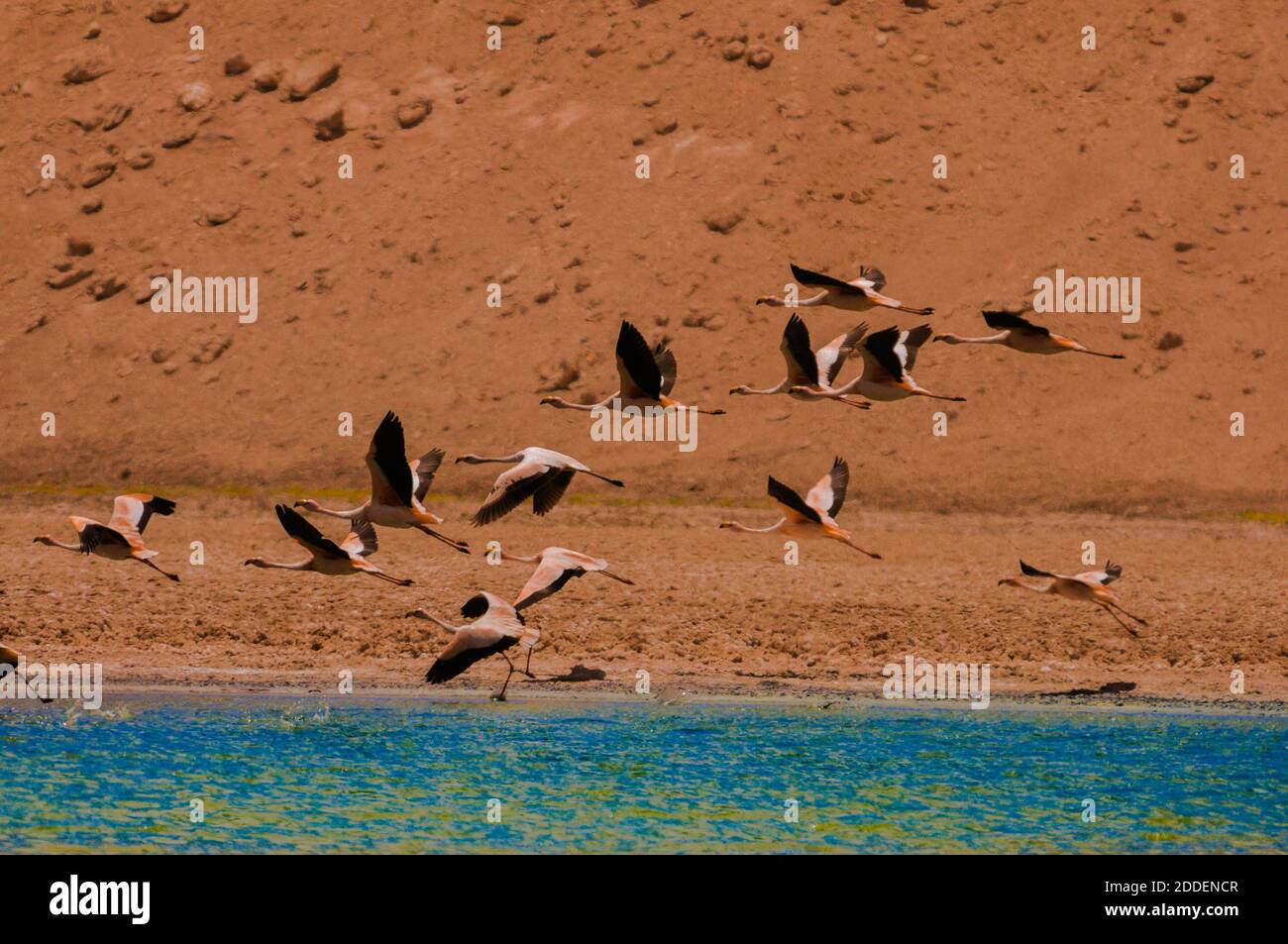 Discover atacama desert hi-res stock photography and images - Alamy