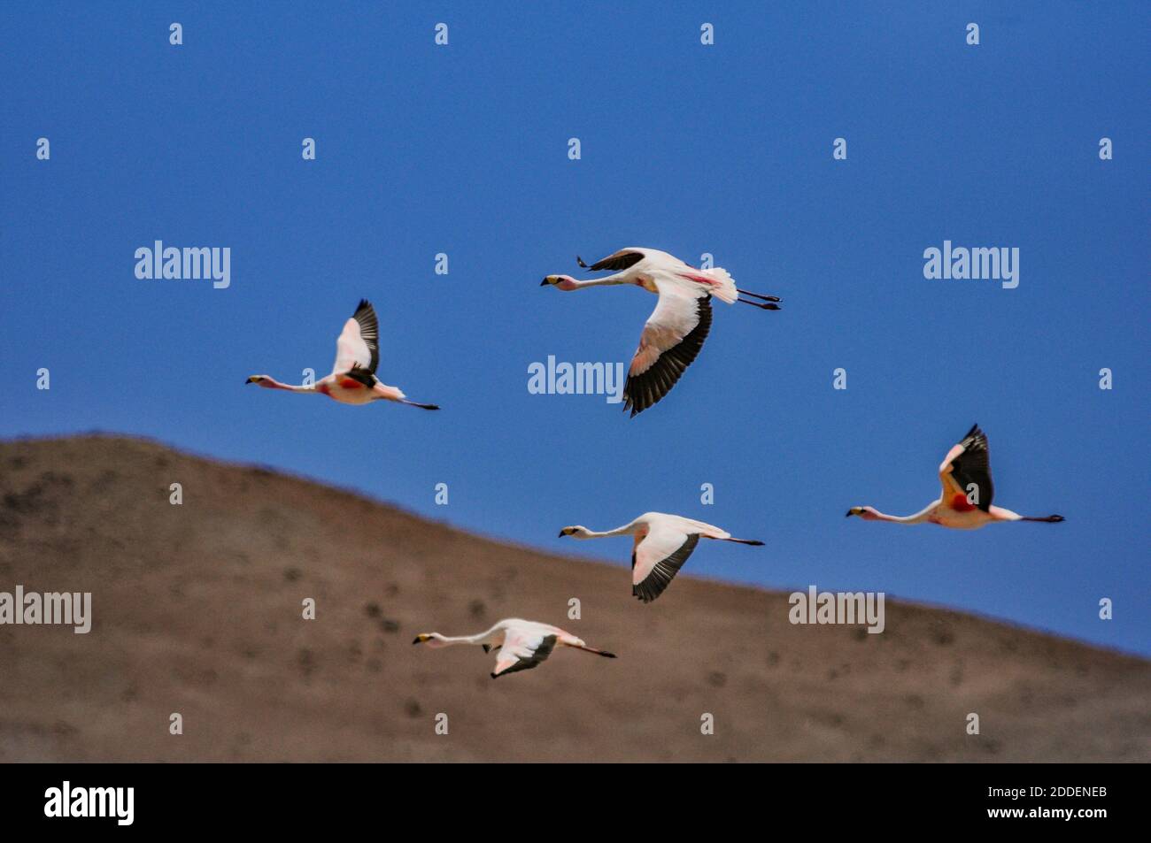 Discover atacama desert hi-res stock photography and images - Alamy