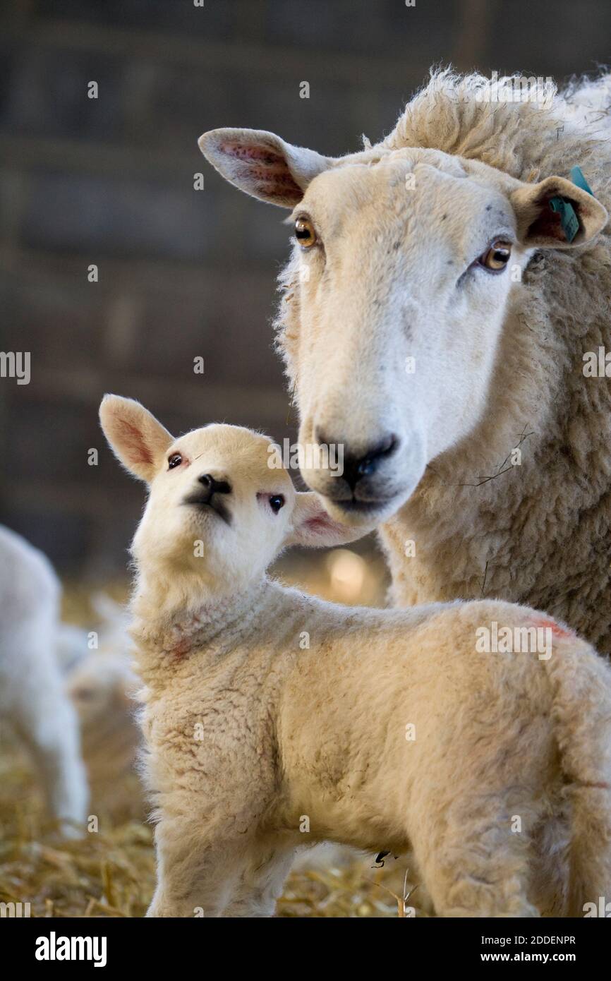 Lleyn Ewe High Resolution Stock Photography and Images - Alamy