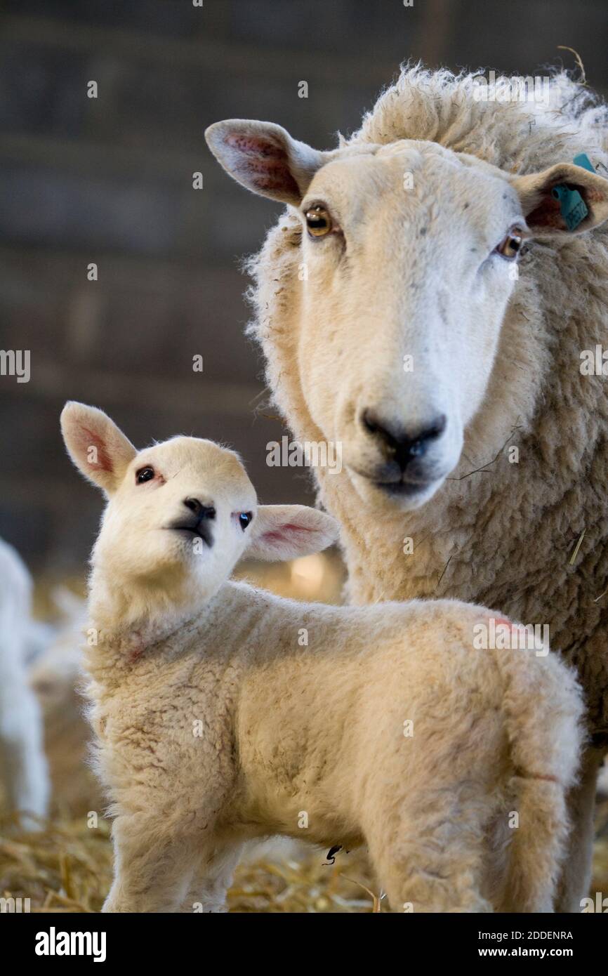 White faced new born Lleyn lamb on a farm at lambing time, UK Stock ...