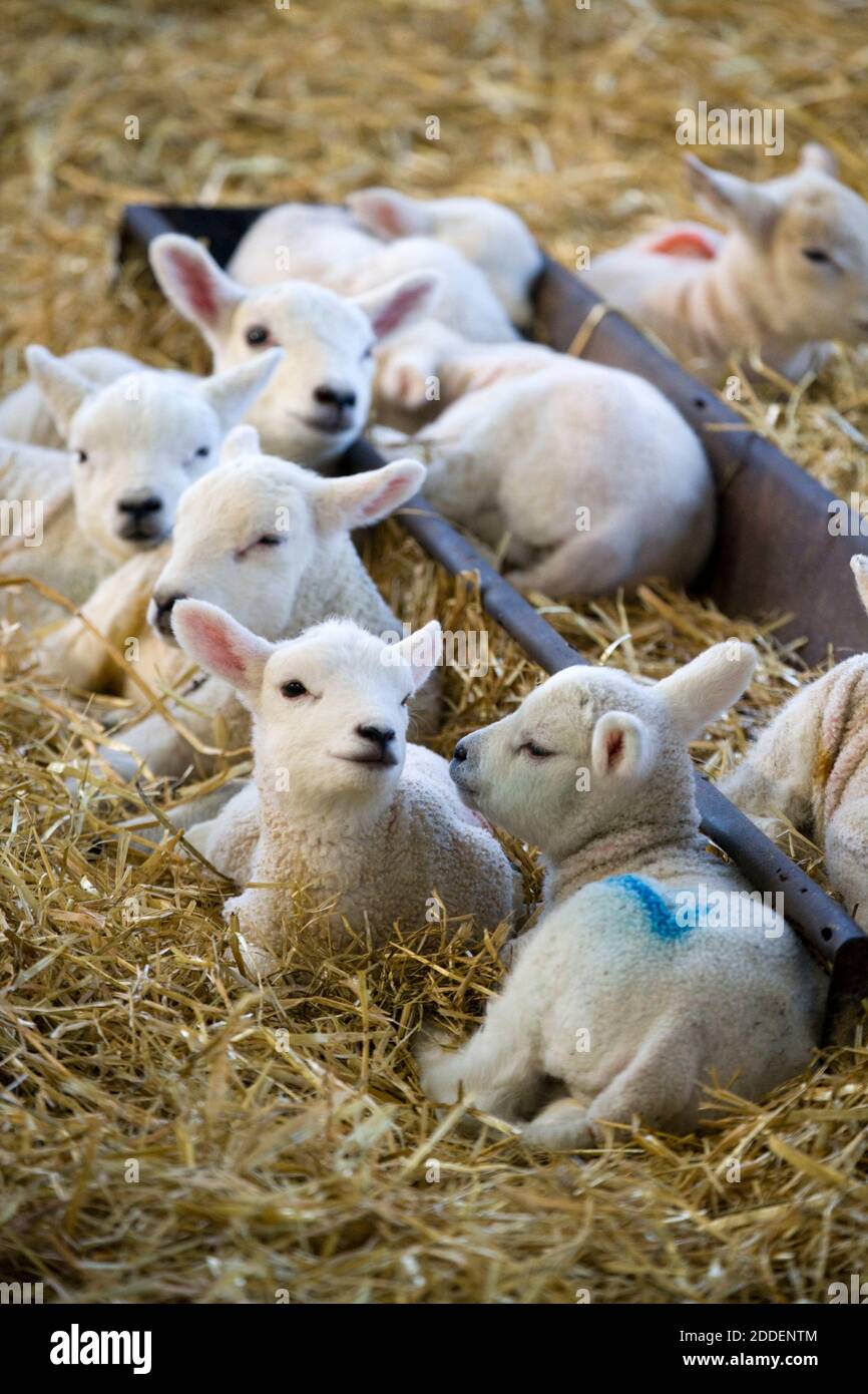White faced new born Lleyn lamb on a farm at lambing time, UK Stock ...