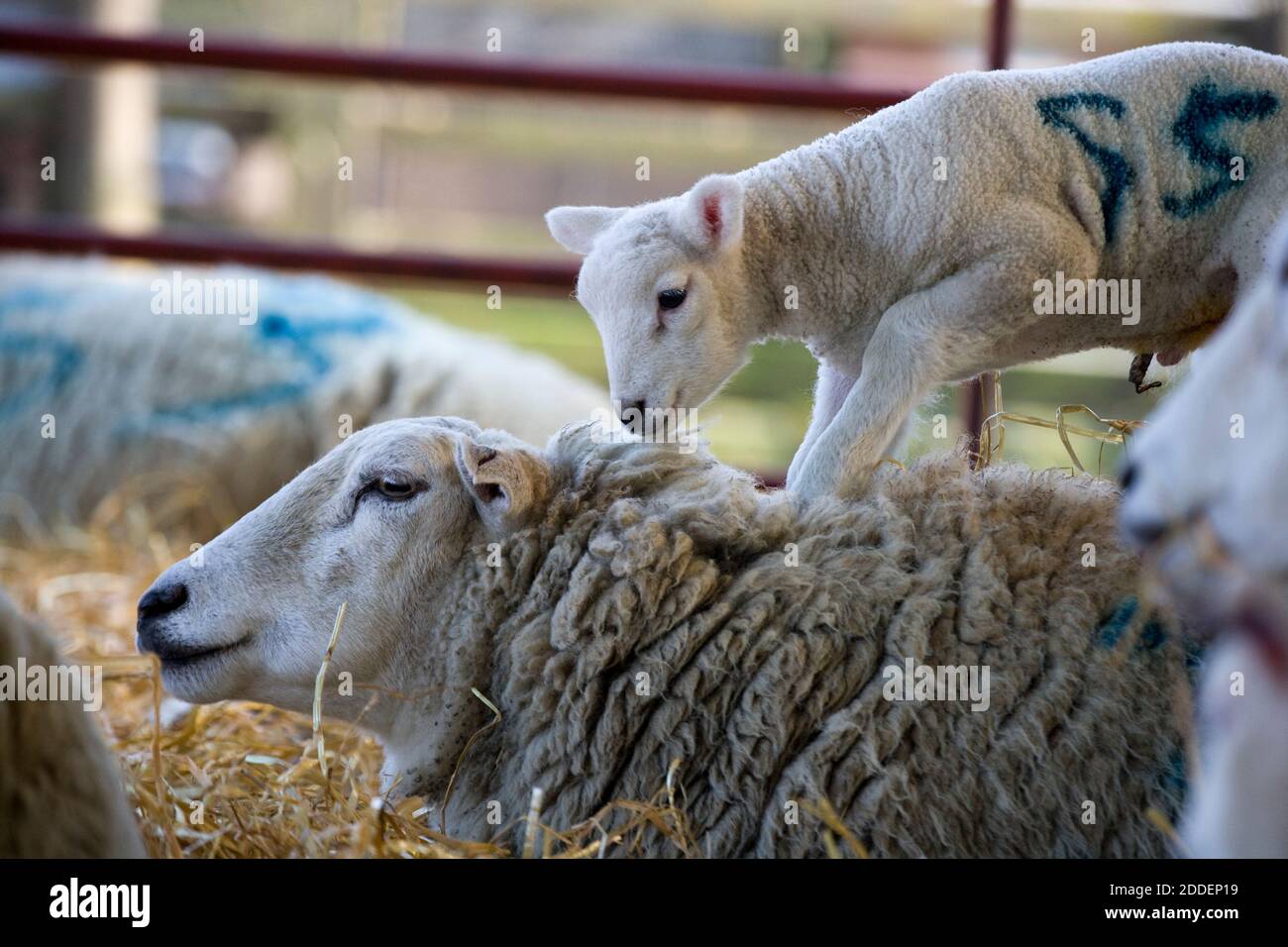 Sheep uk climbing hi-res stock photography and images - Alamy