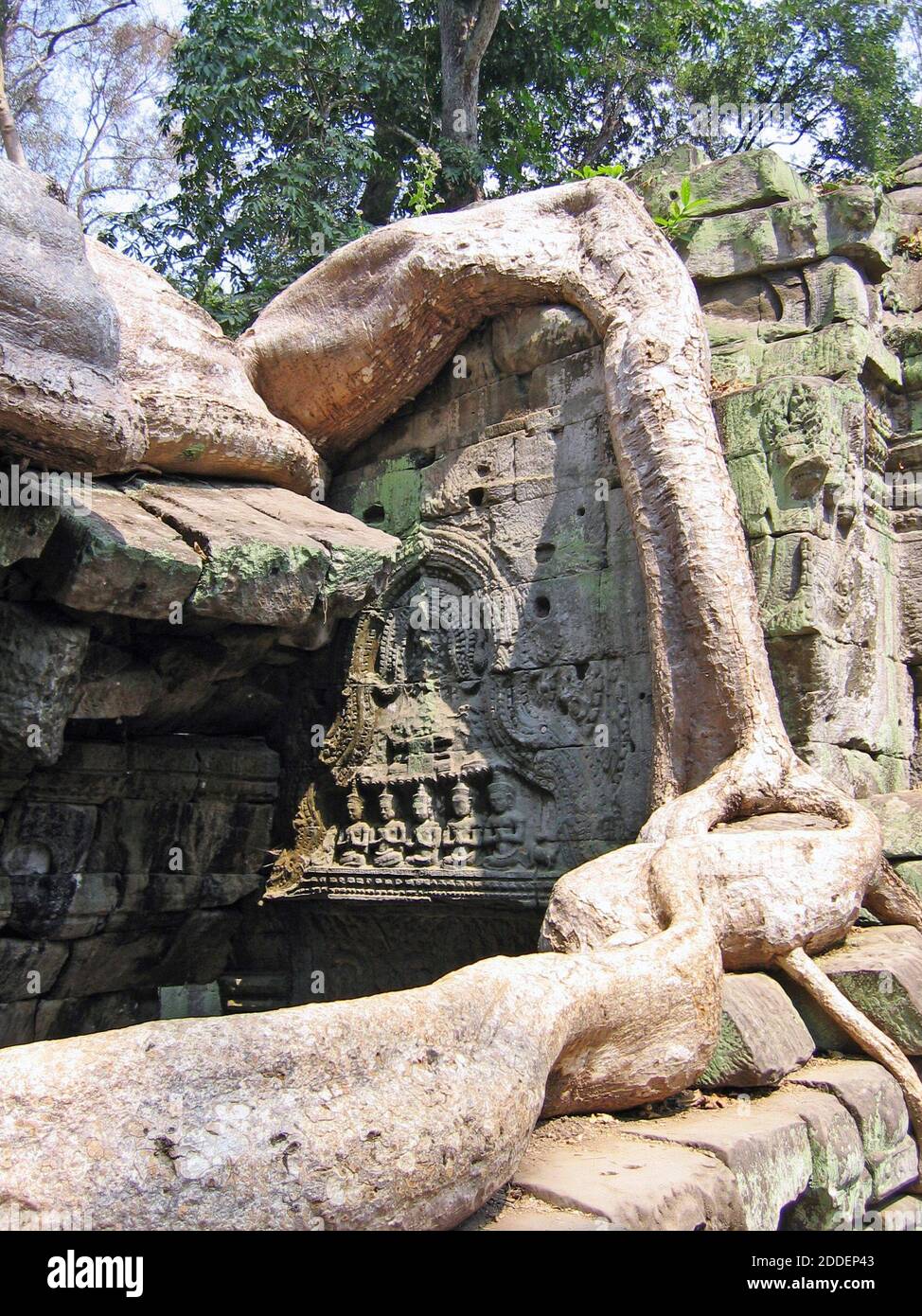 Strangler figs over temple hi-res stock photography and images - Alamy