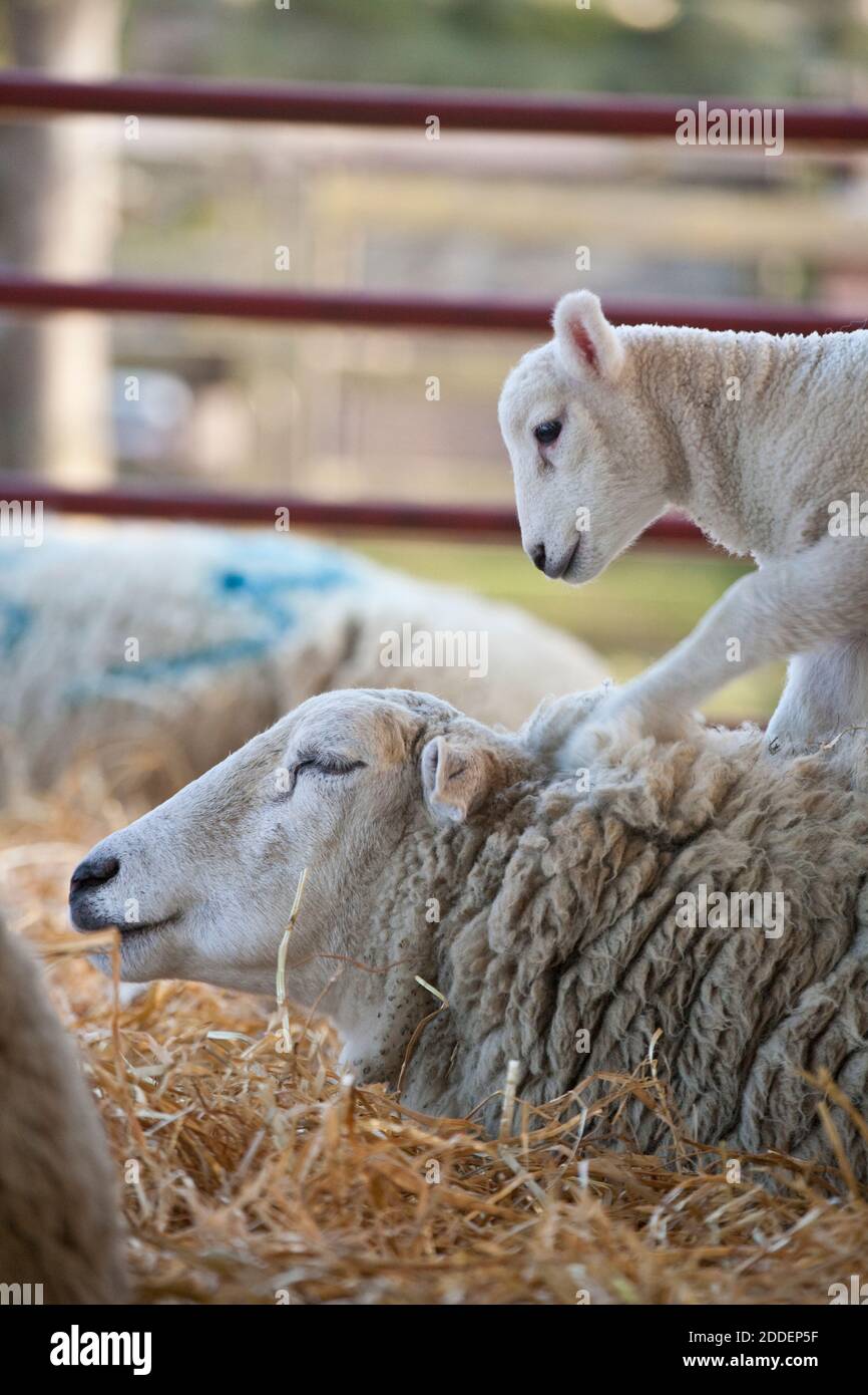 Lamb climb on sheep hi-res stock photography and images - Alamy