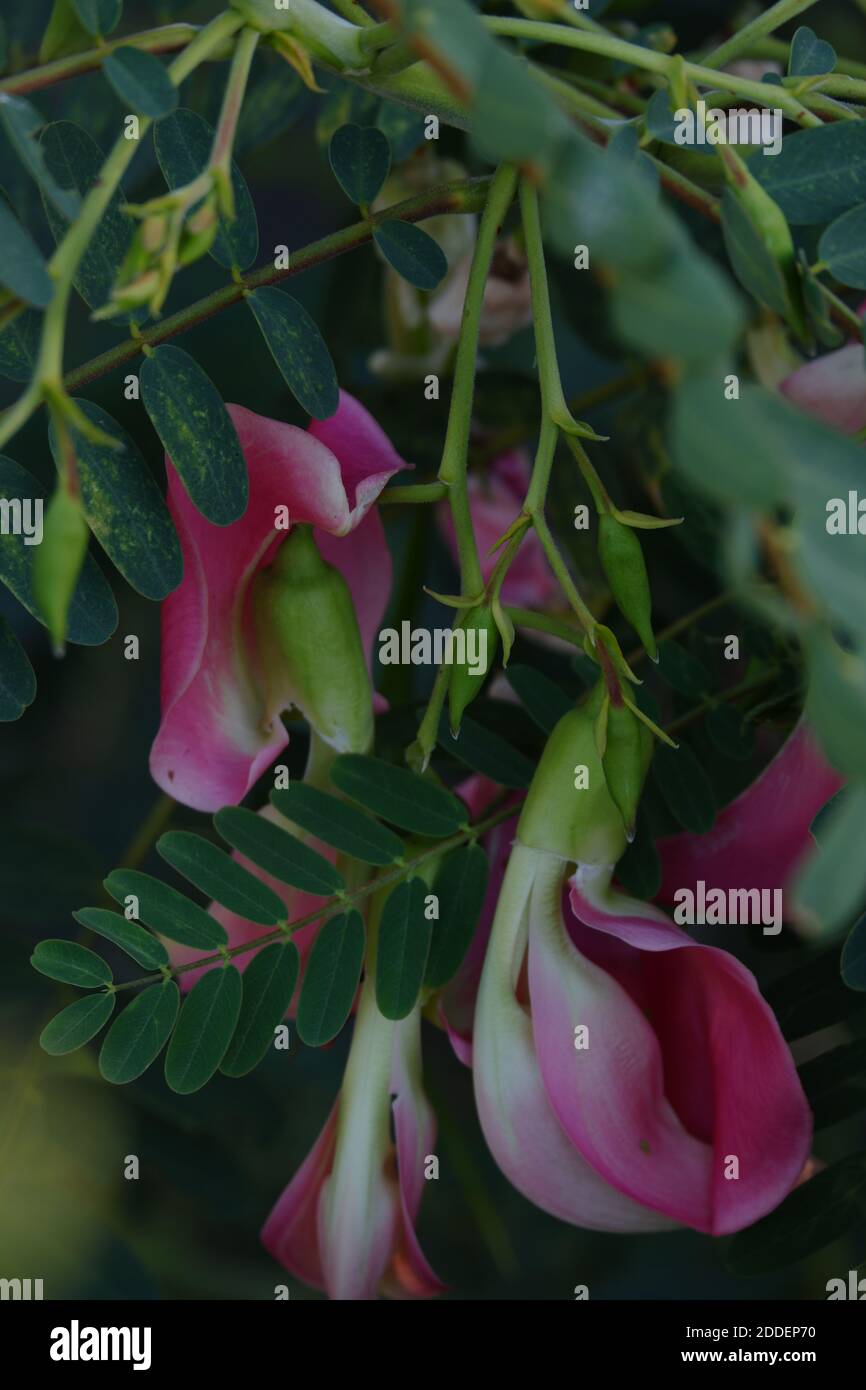 close up image of Pink Turi (Sesbania grandiflora) flower is eaten as a ...