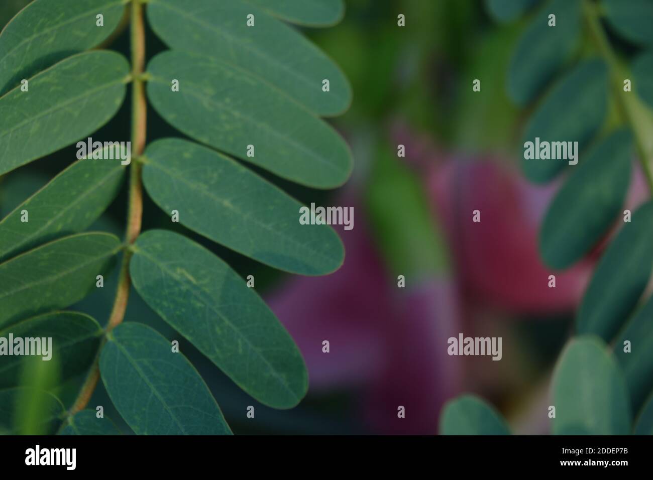 close up image of turi leaves (Sesbania grandiflora), The leaves are ...