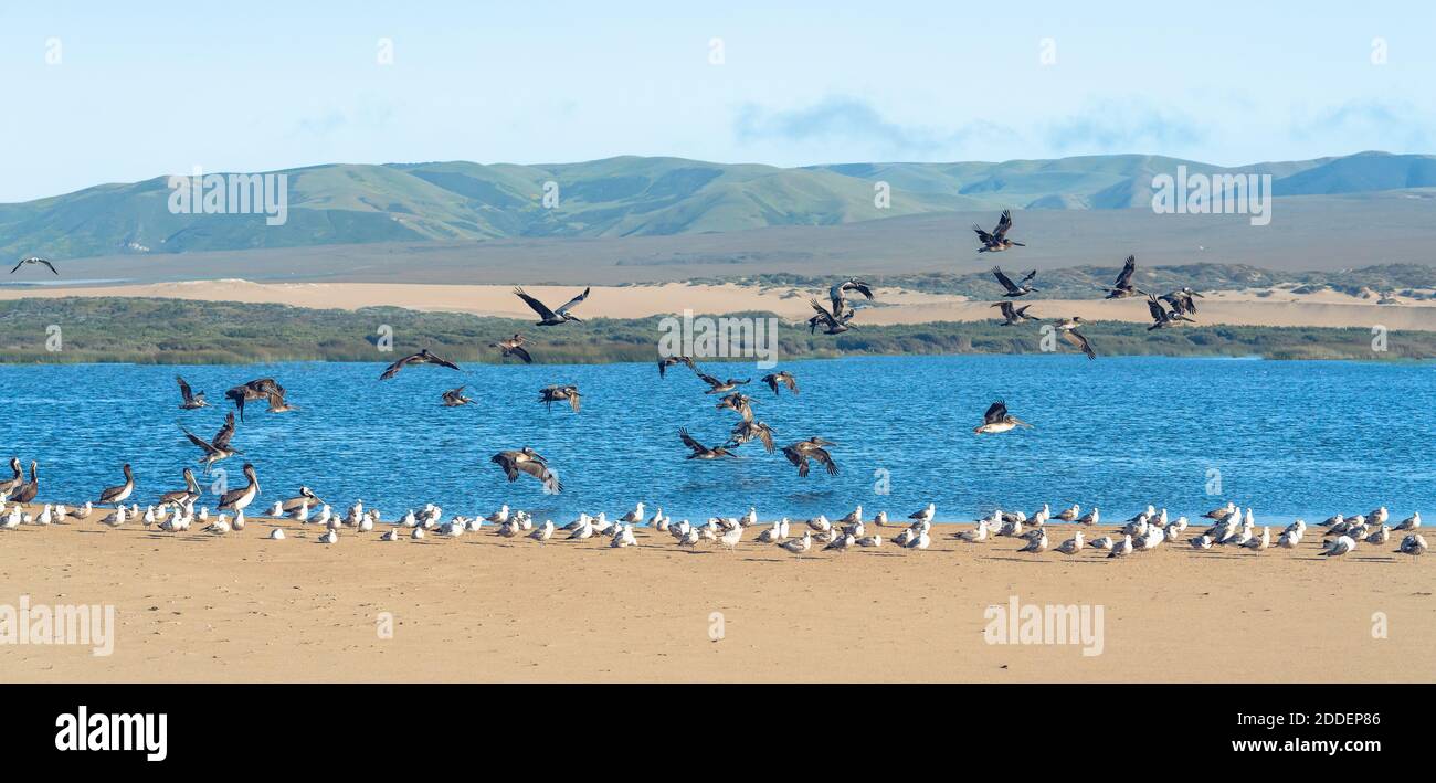 Flock of birds on the beach. Pelicans and seagulls. Beautiful ...