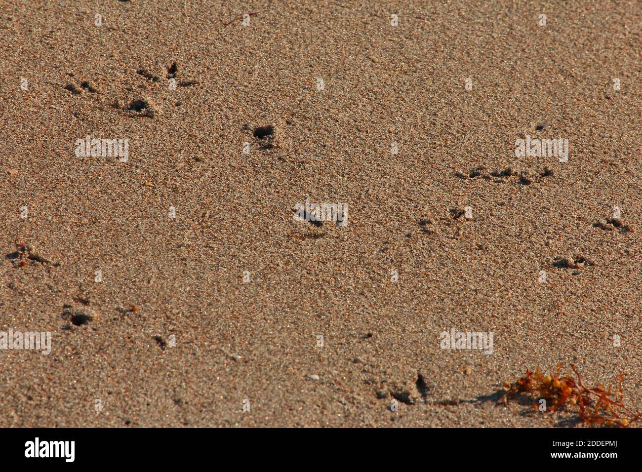 Medium shot of footprints and marks in the sand Stock Photo - Alamy