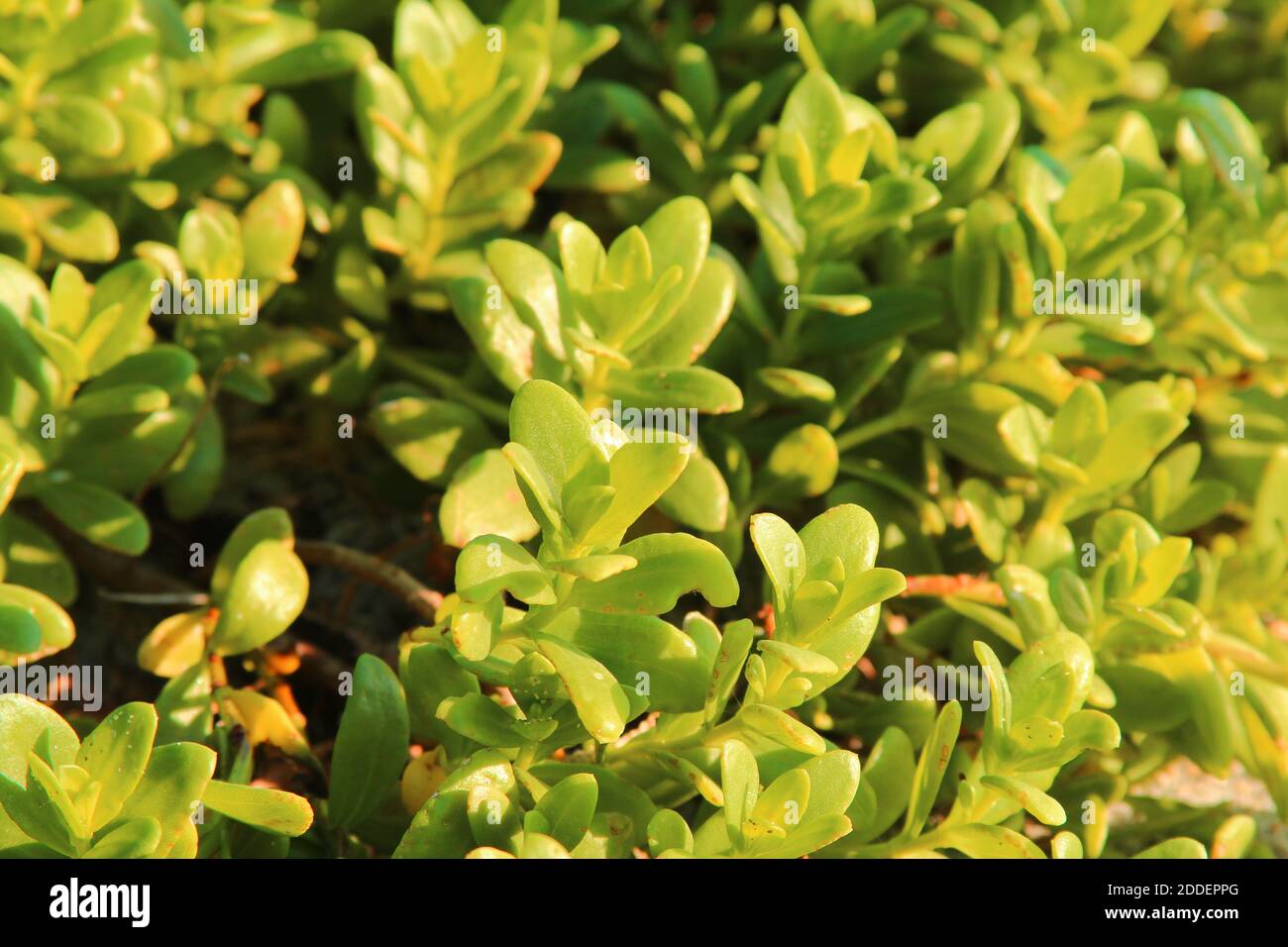 Close up shots of still life hi-res stock photography and images - Alamy