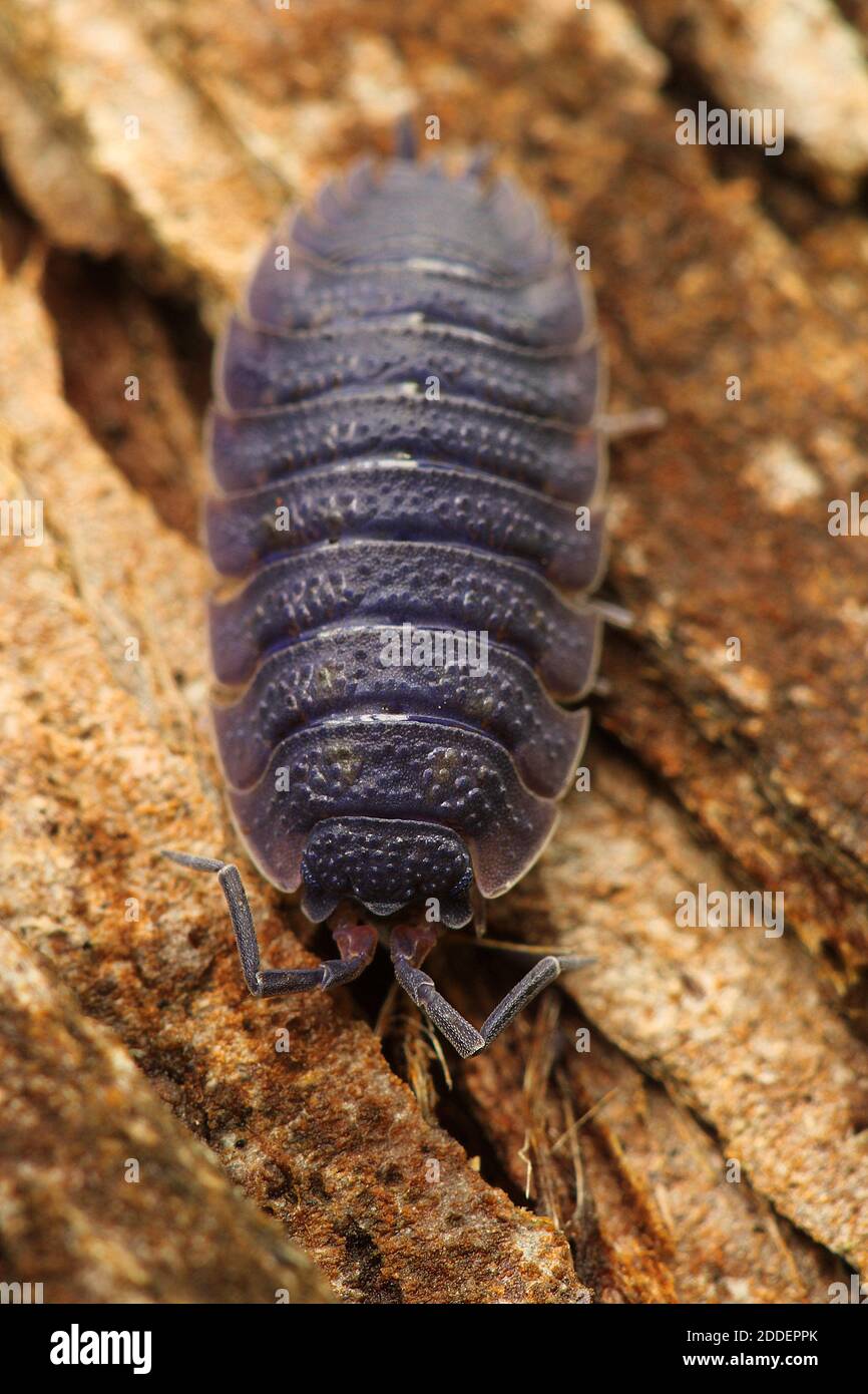Woodlice hi-res stock photography and images - Alamy
