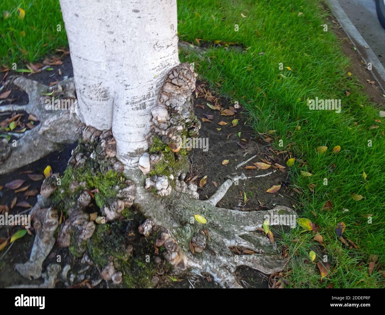 Wild tree roots above ground Stock Photo - Alamy