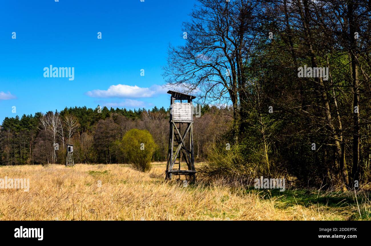 Tree stand , open platforms used by hunters Stock Photo - Alamy