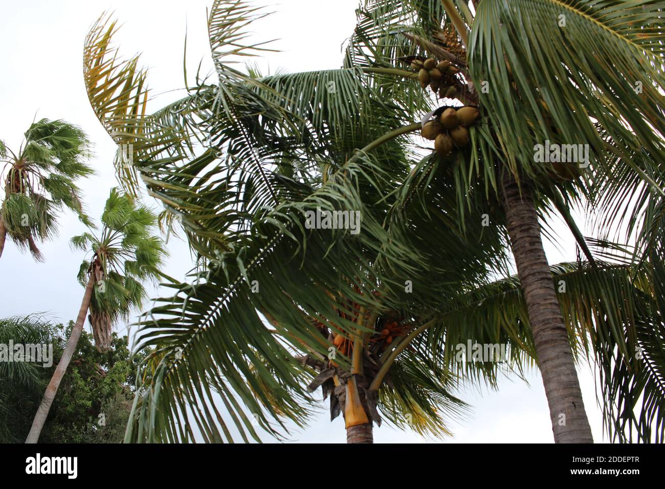 Summer leaves moving in wind hi-res stock photography and images - Alamy