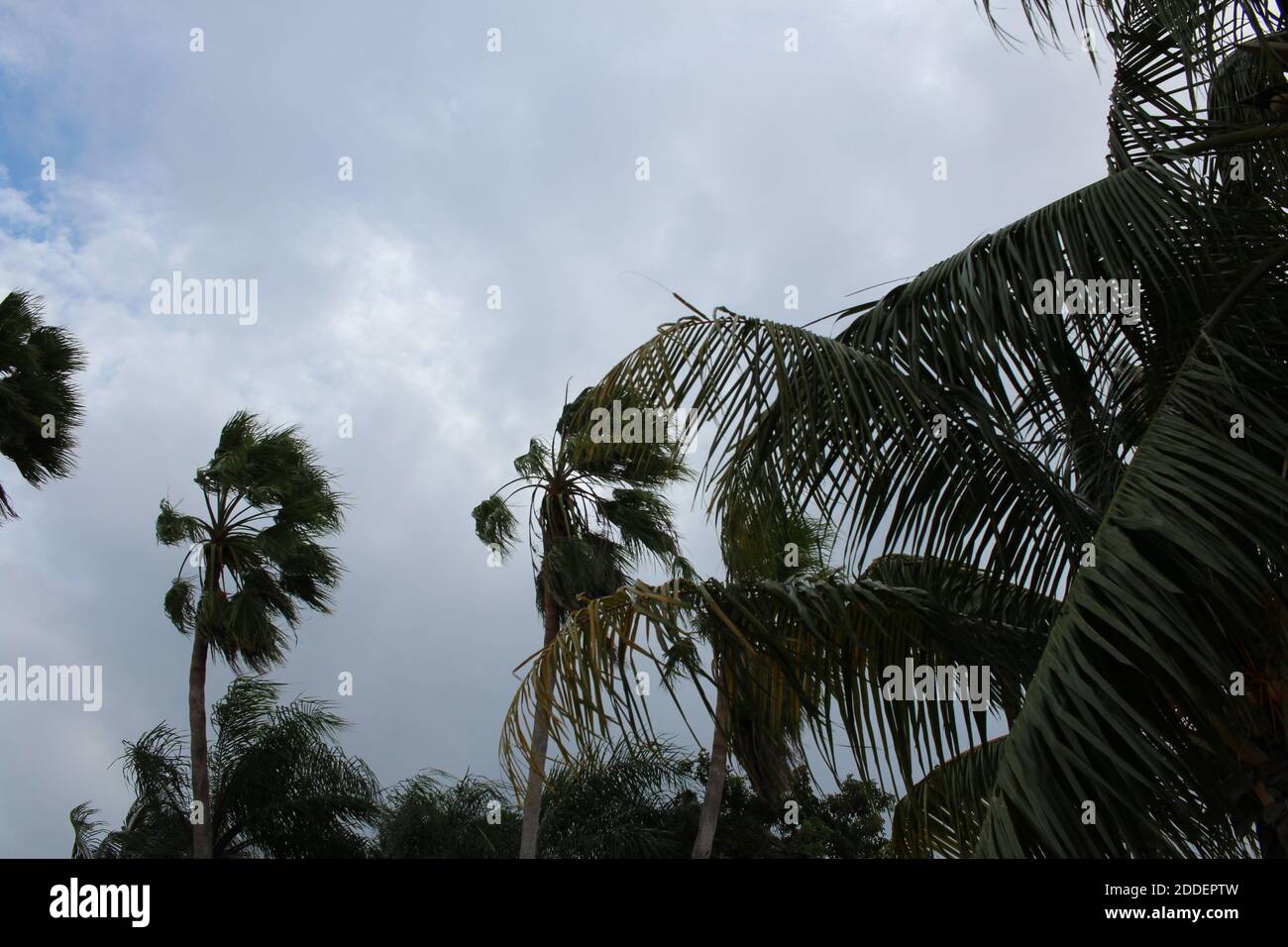 Windy weather trees hi-res stock photography and images - Alamy