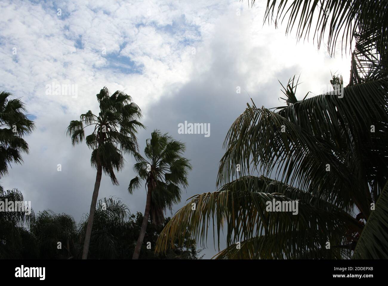 Beautiful shot tall tree hi-res stock photography and images - Alamy