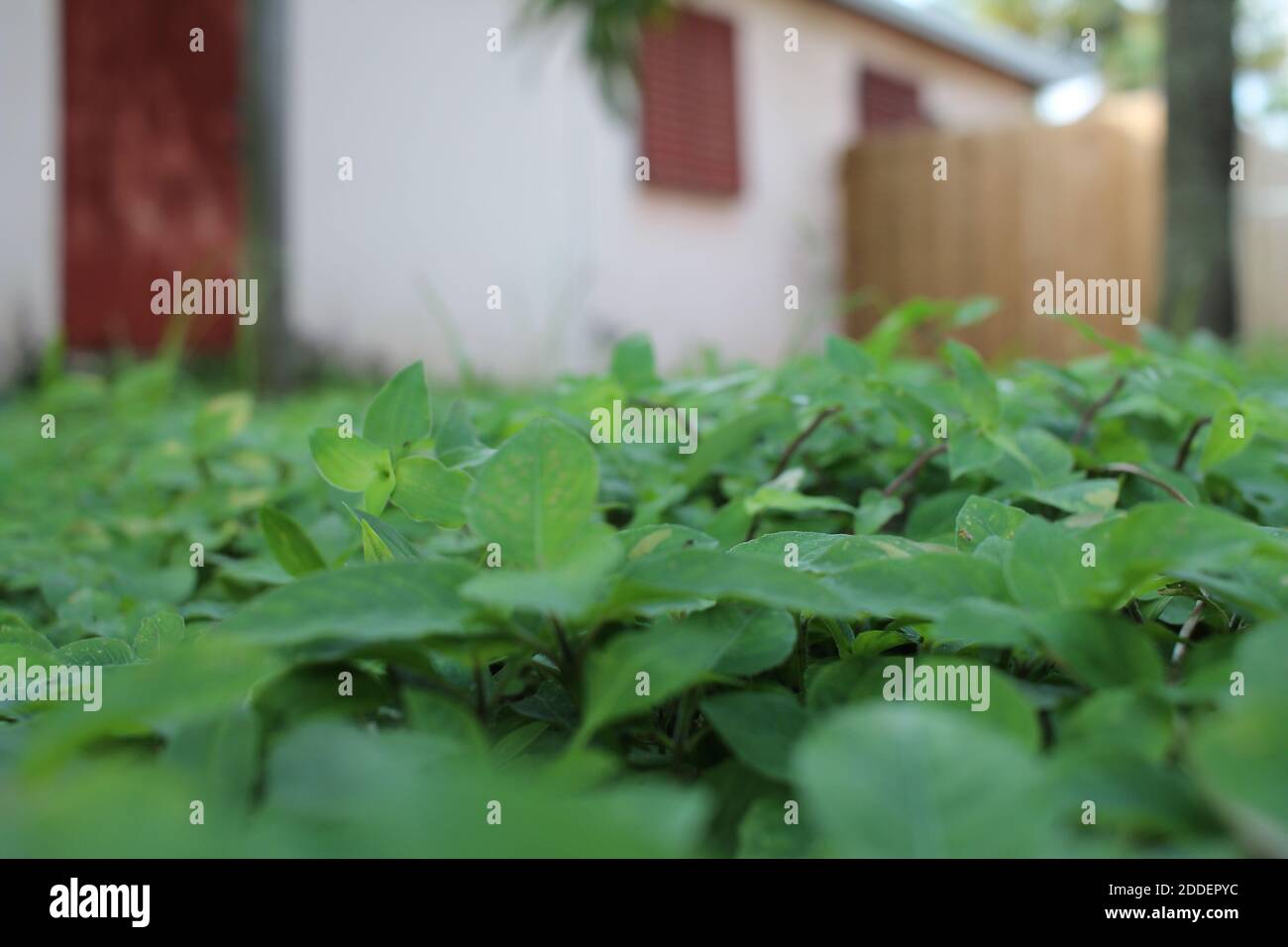Growth grass hi-res stock photography and images - Alamy
