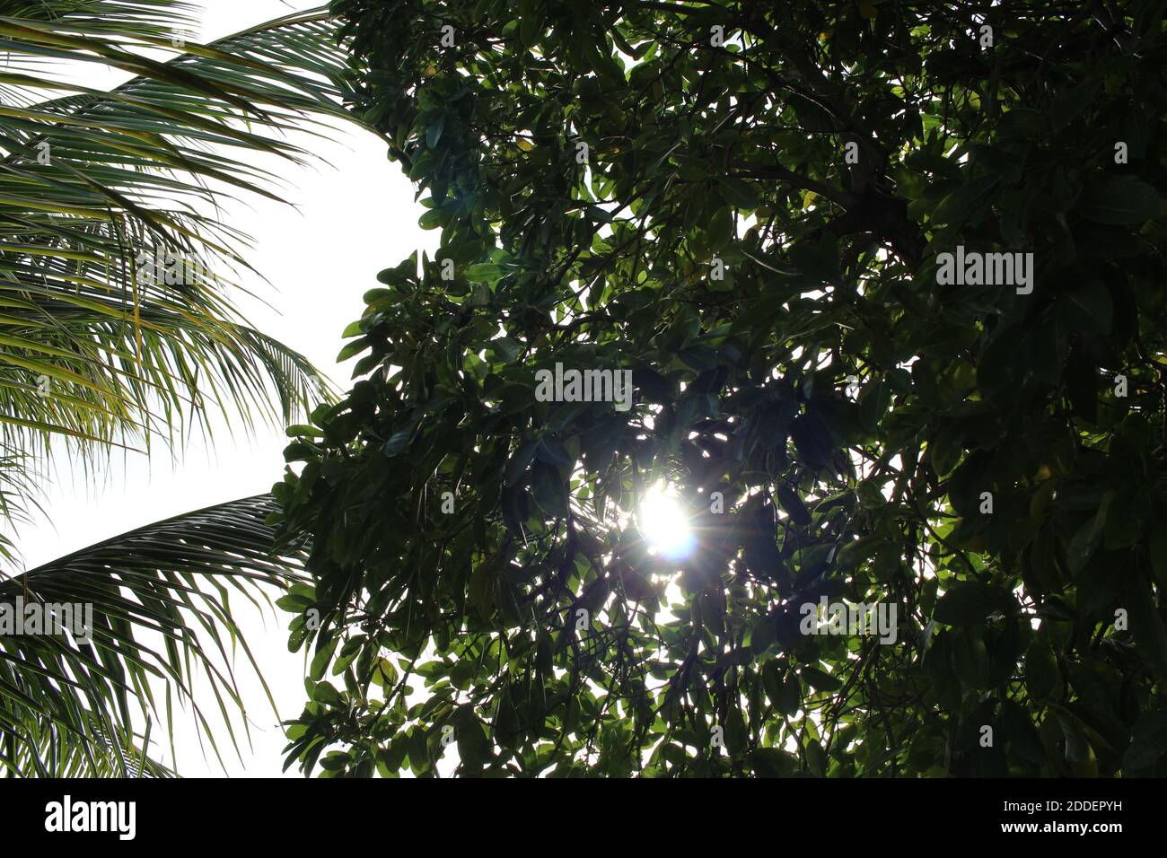 Sun flare through tree hi-res stock photography and images - Alamy