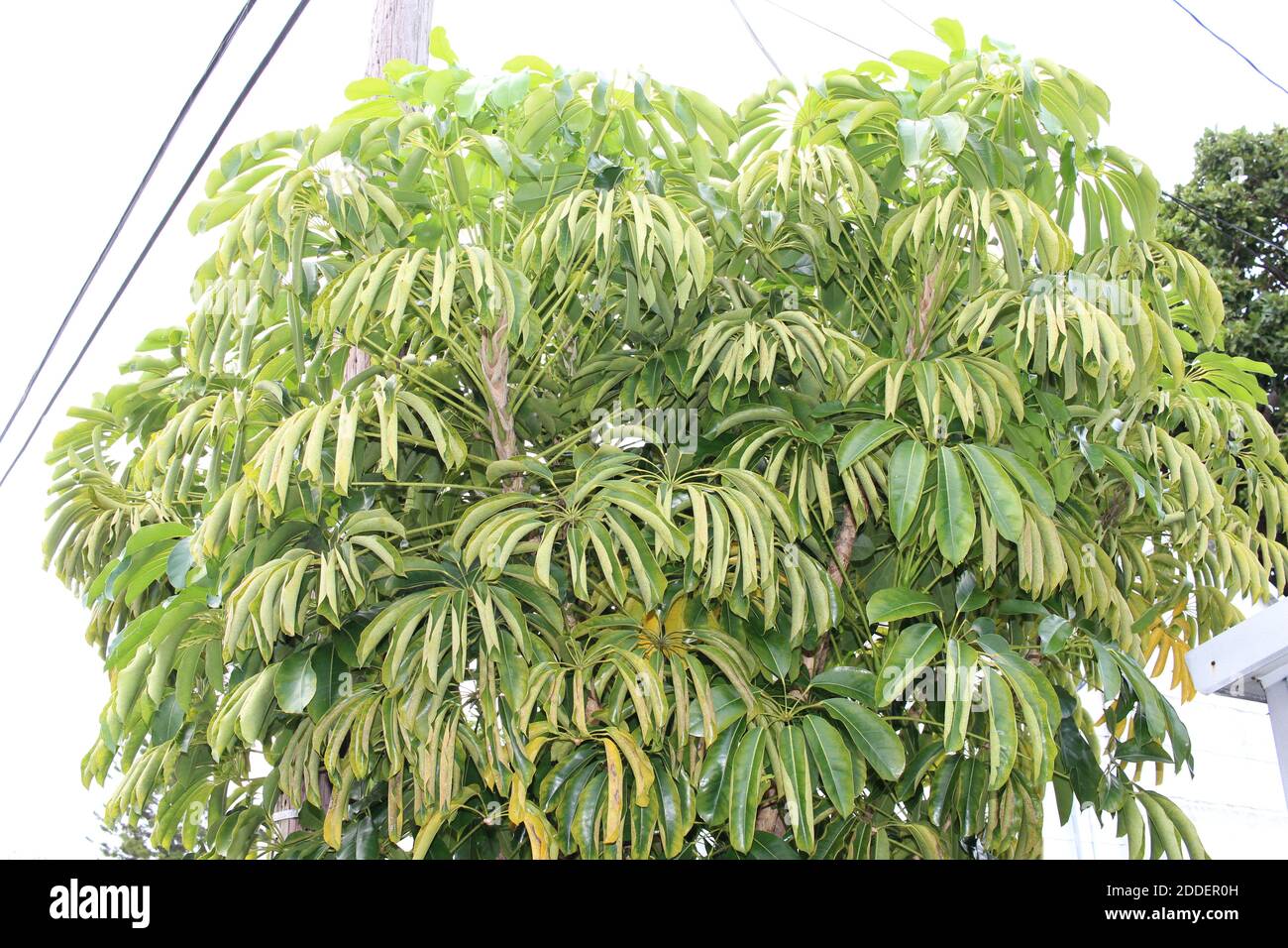 Tropical tree medium shot Stock Photo - Alamy