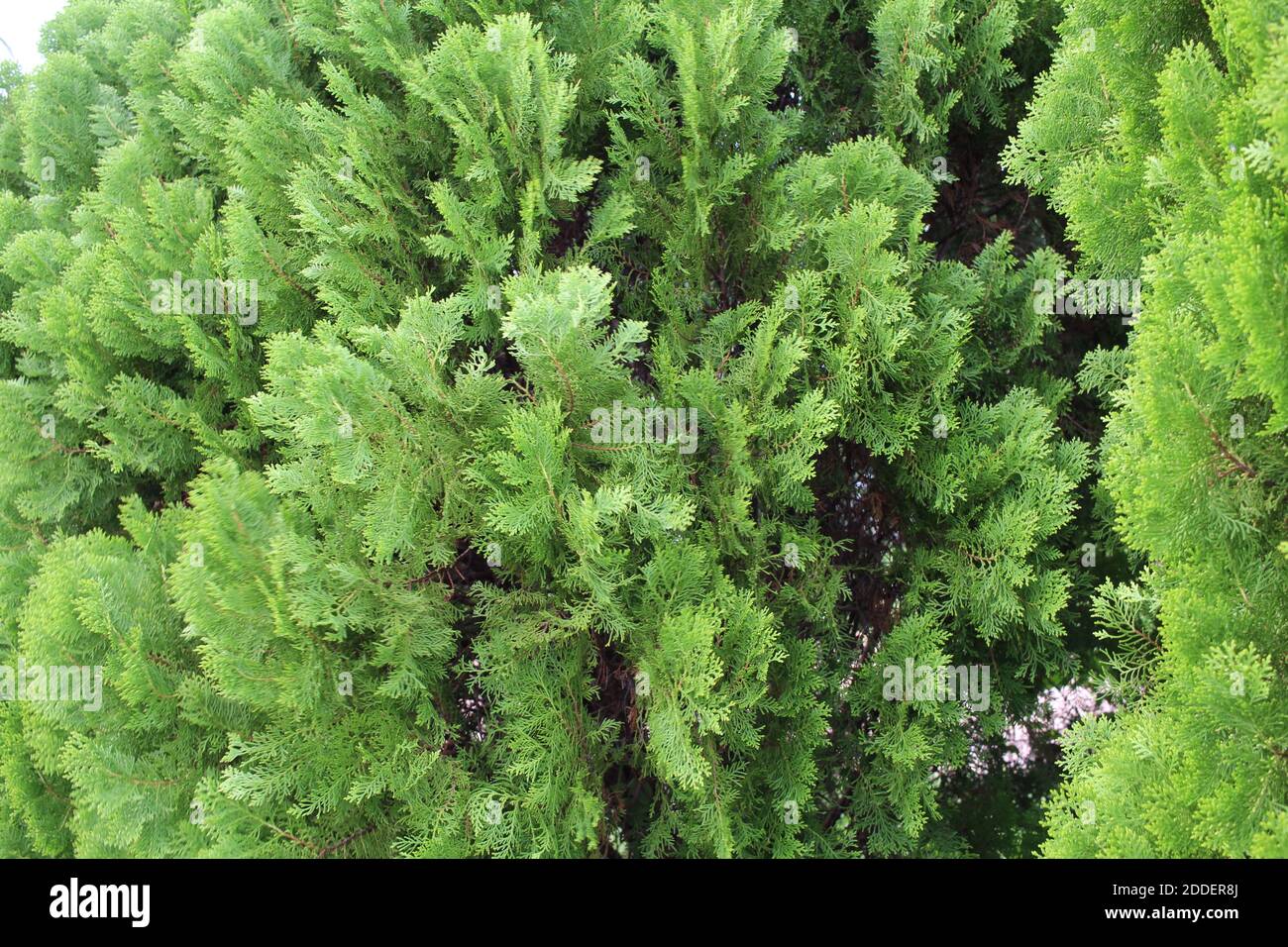 Grass moving in wind close hi-res stock photography and images - Alamy