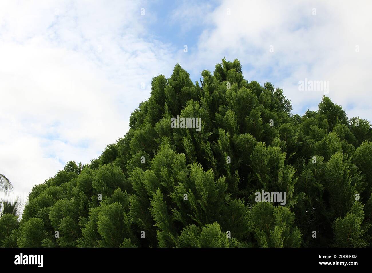 Beautiful close up shot bushes hi-res stock photography and images - Alamy