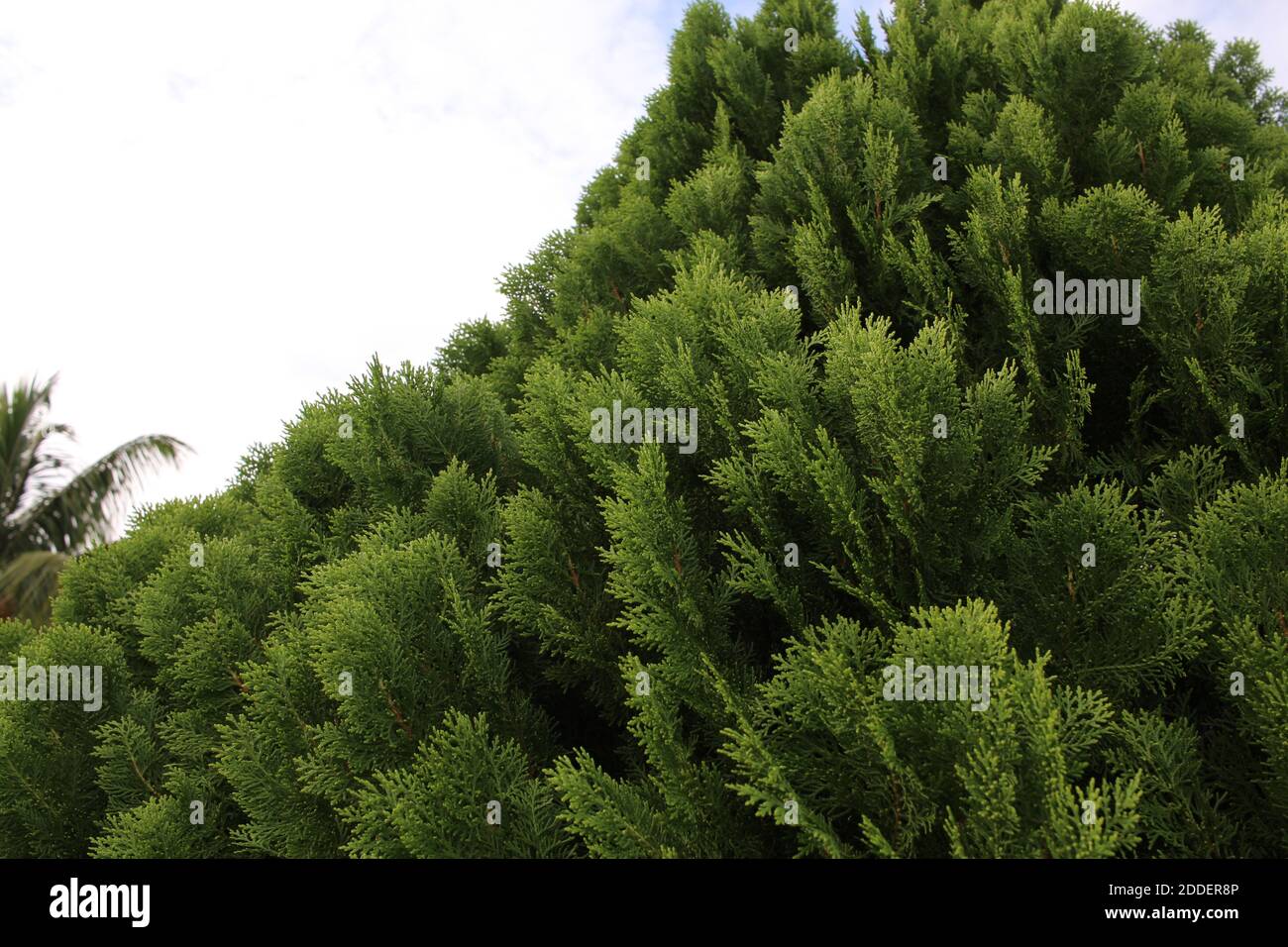 Tall bushes on a nice day Stock Photo - Alamy