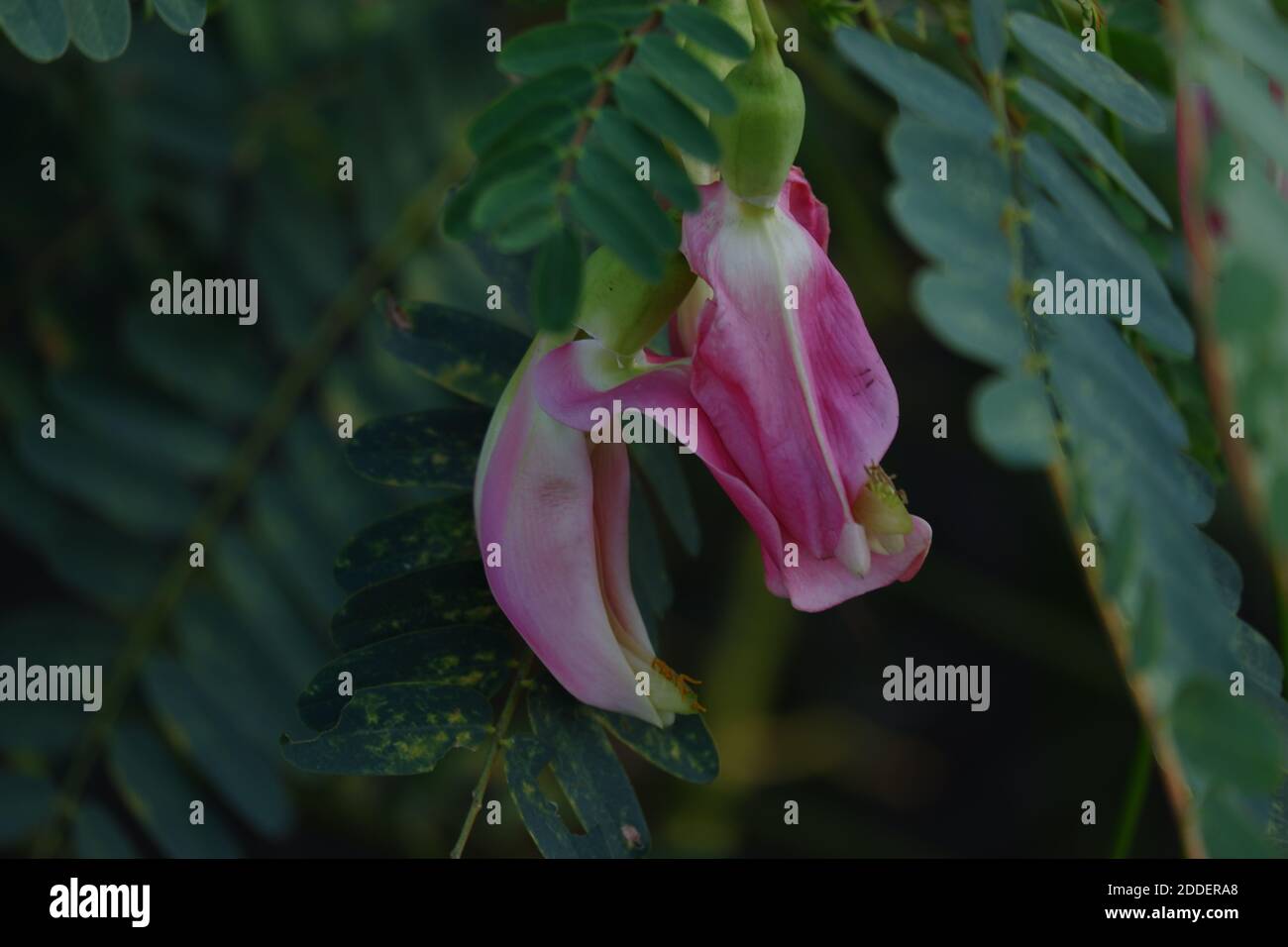 close up image of Pink Turi (Sesbania grandiflora) flower is eaten as a ...