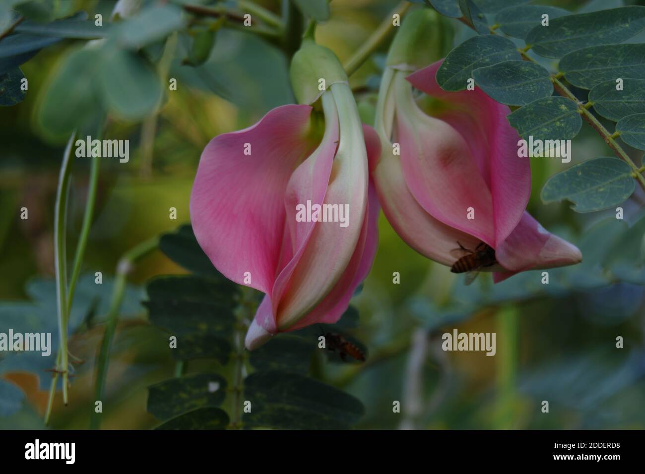close up image of Pink Turi (Sesbania grandiflora) flower is eaten as a ...