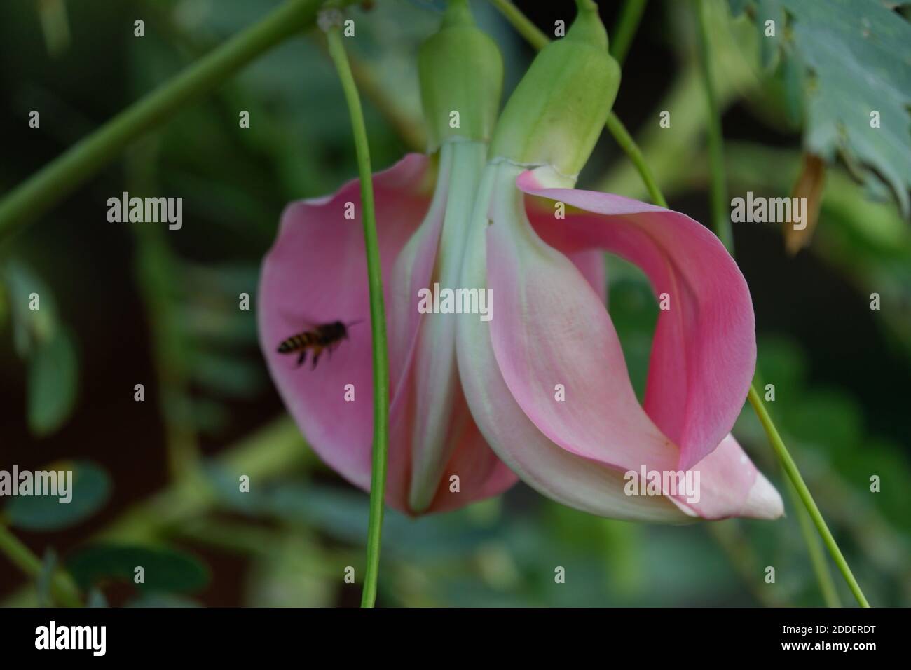 close up image of Pink Turi (Sesbania grandiflora) flower is eaten as a ...