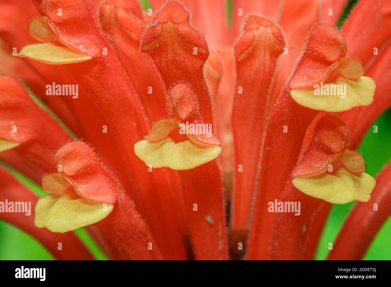 Orange tropical flowers hi-res stock photography and images - Alamy