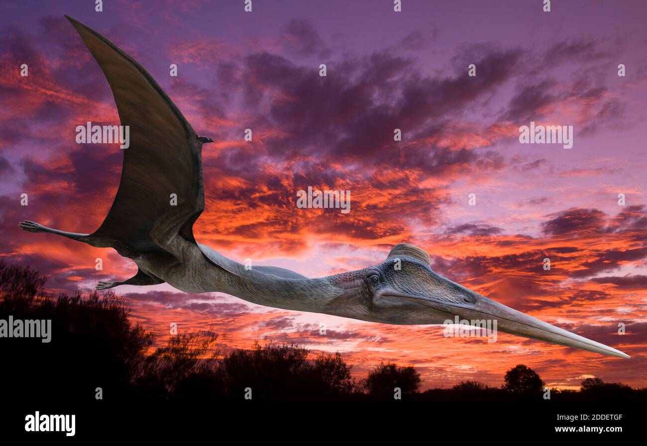 model of a pterosaur at the Field Museum in Chicago Stock Photo - Alamy