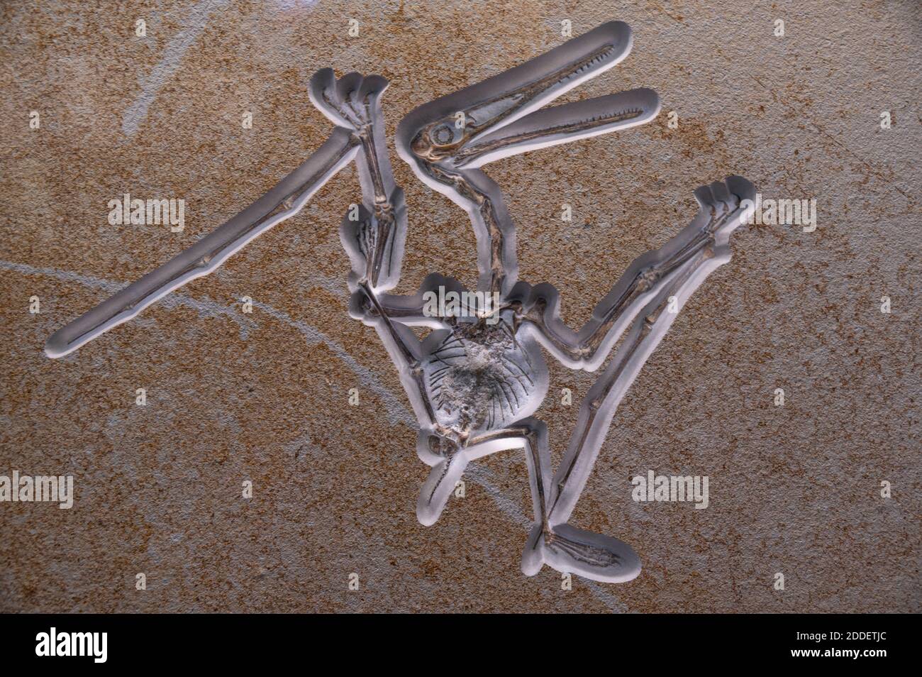 Pterodactylus fossil at the Field Museum in Chicago Stock Photo - Alamy