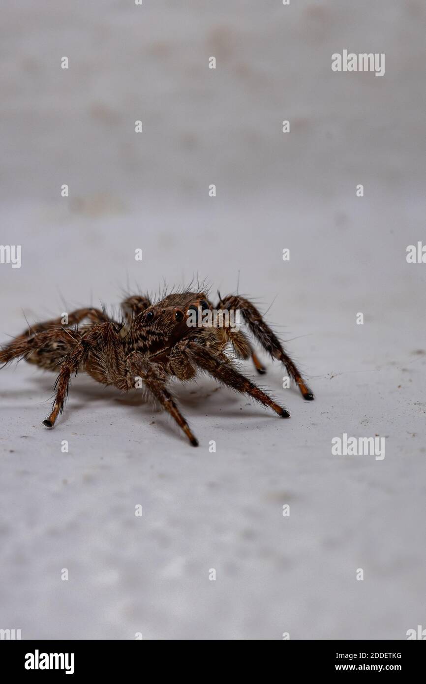 Pantropical Jumping Spider of the species Plexippus paykulli Stock ...