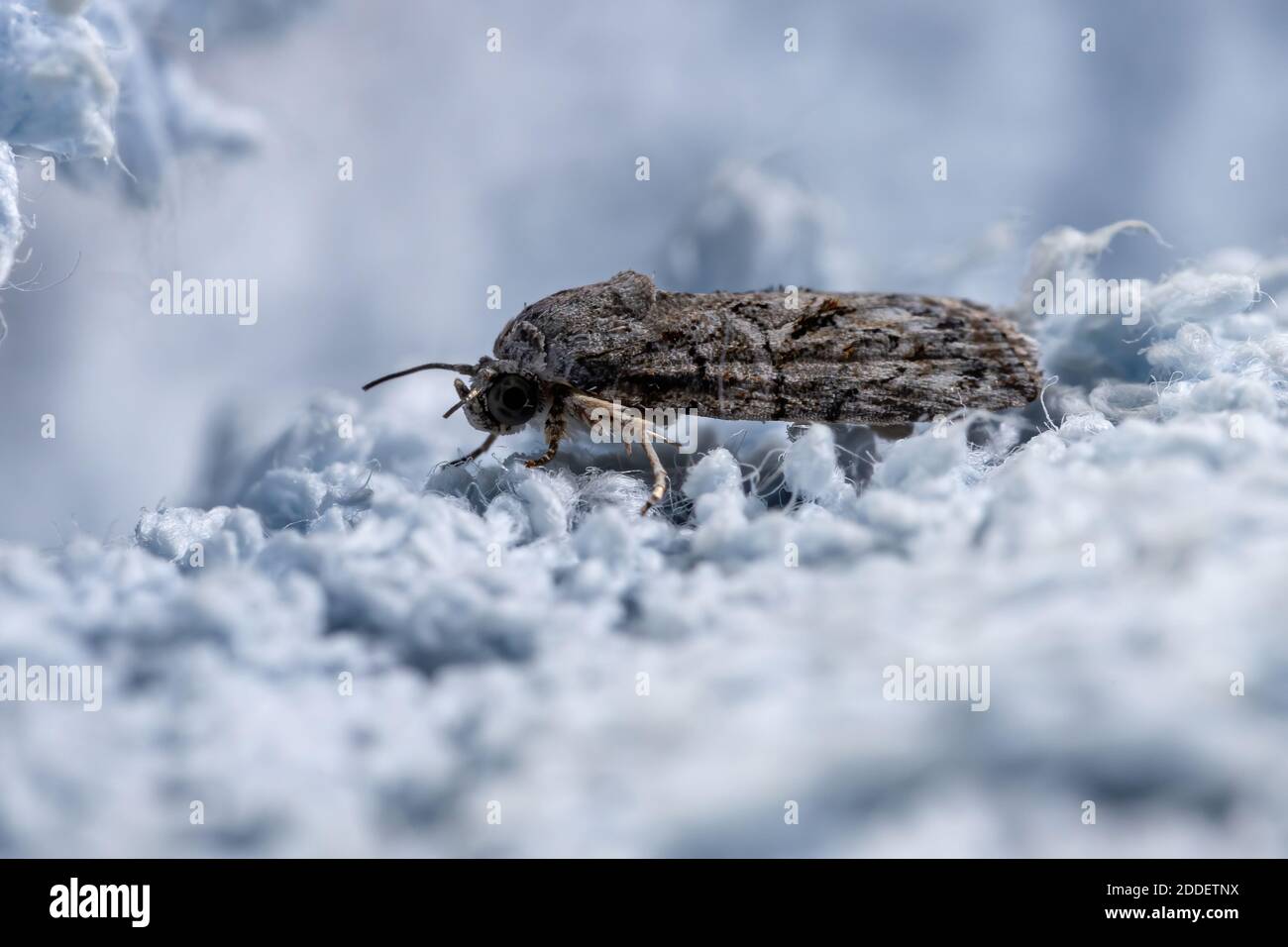 Tufted Moth of the Genus Garella Stock Photo - Alamy