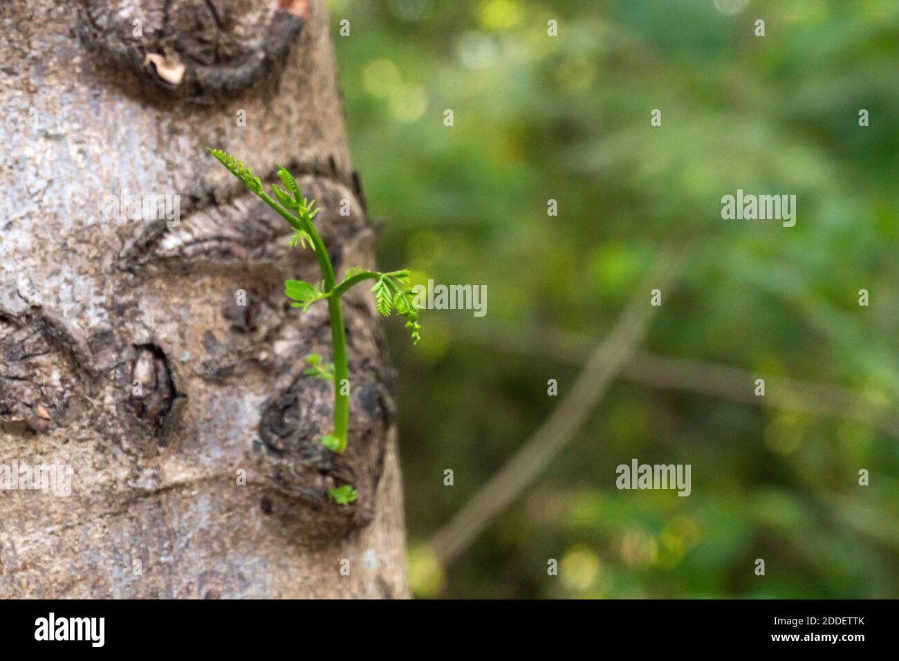 New redesigned growth from an old concept. A new sprout from an old ...