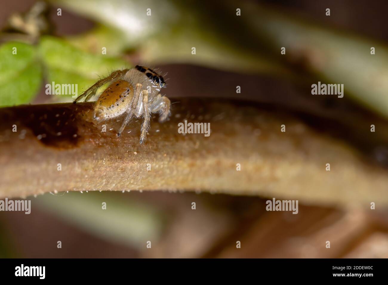Jumping spider of the genus Colonus Stock Photo - Alamy
