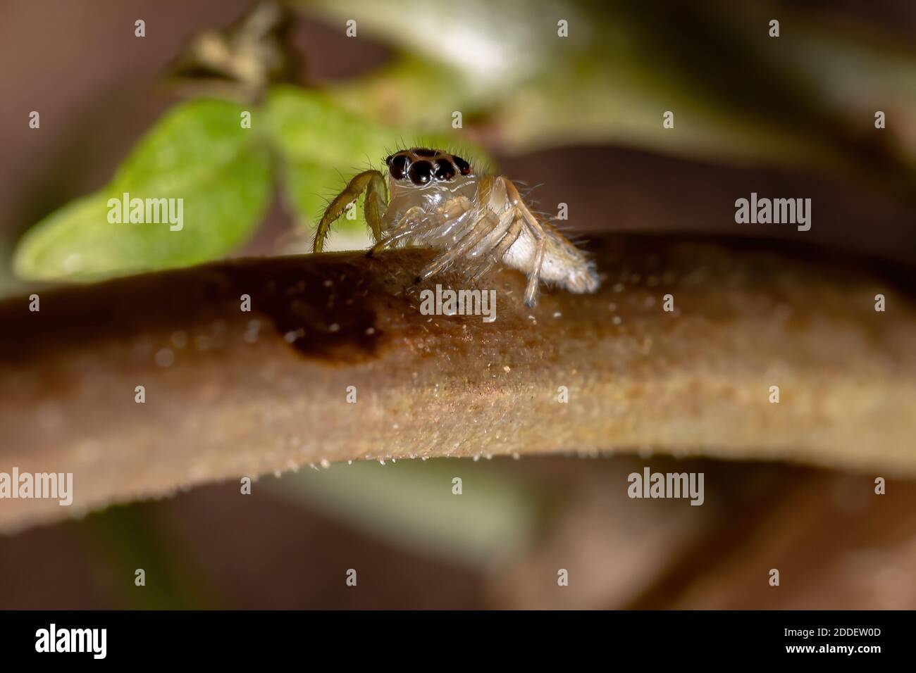 Jumping spider of the genus Colonus Stock Photo - Alamy