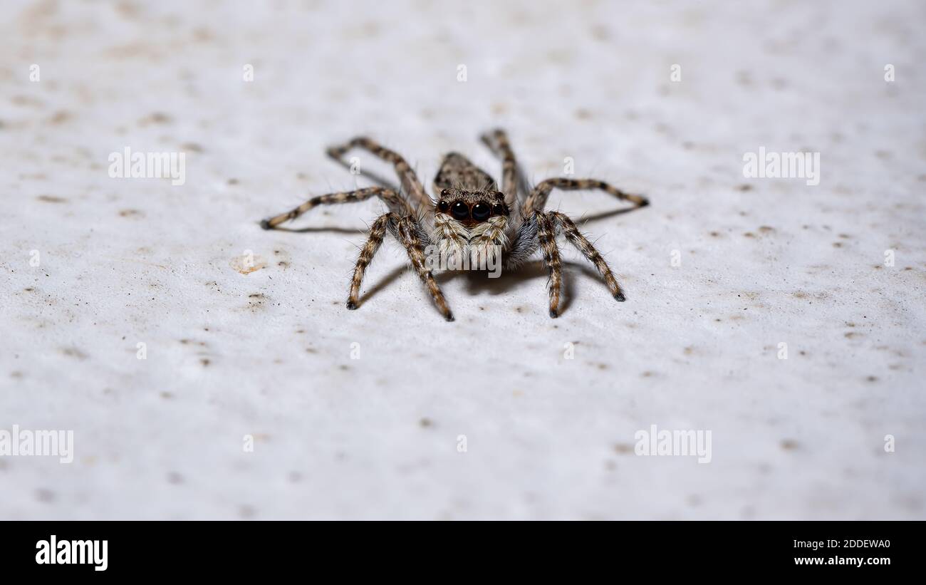 Common house spider ground hi-res stock photography and images - Alamy