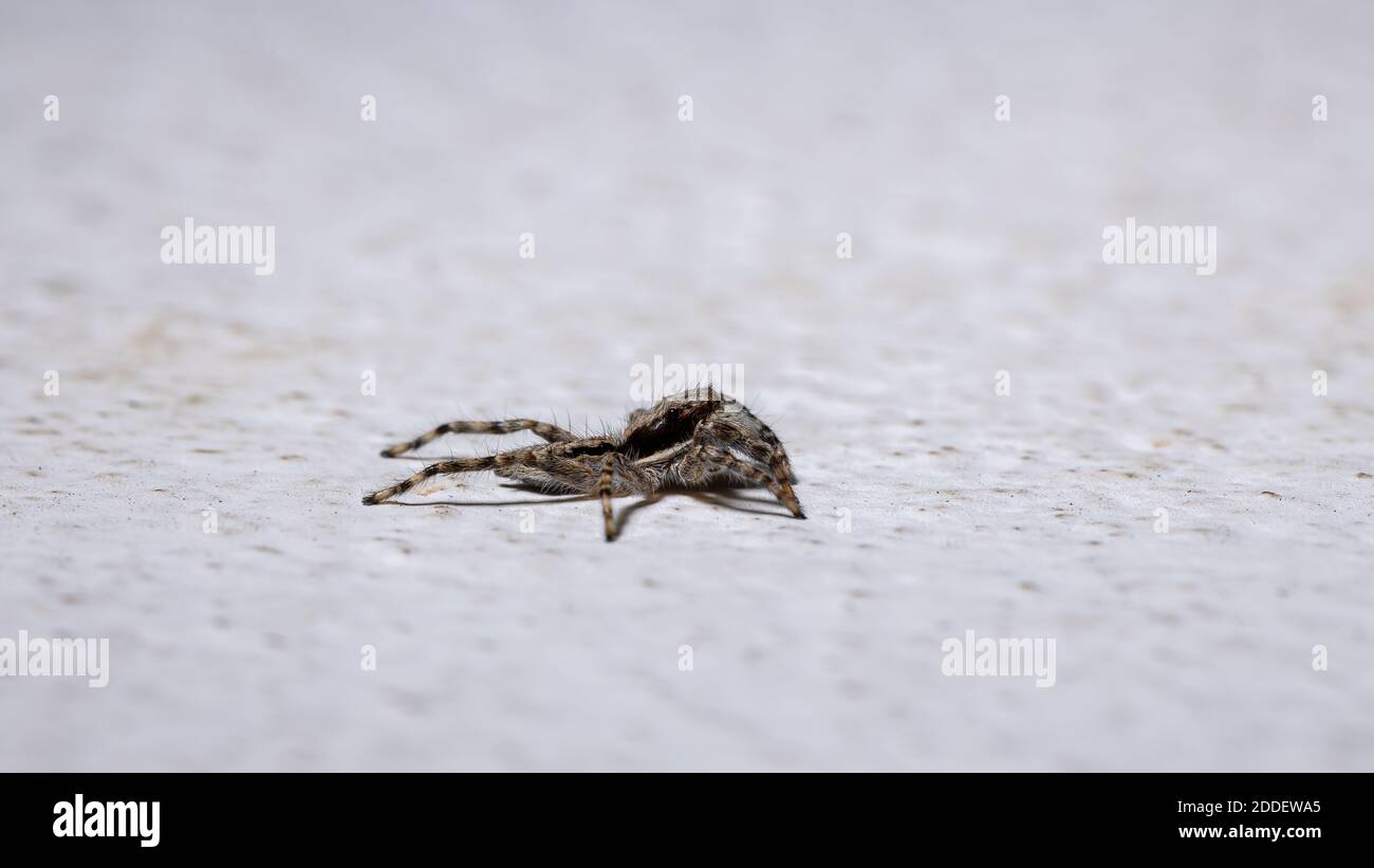 Gray Wall Jumping Spider of the species Menemerus bivittatus Stock ...