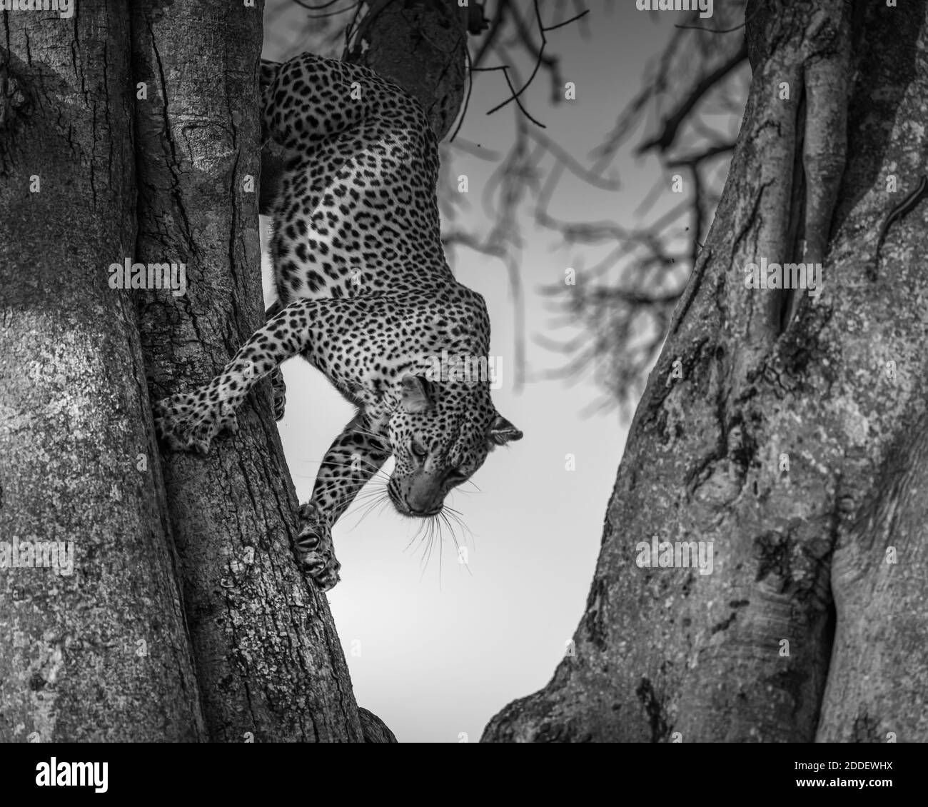Leopard descending from large tree Stock Photo - Alamy