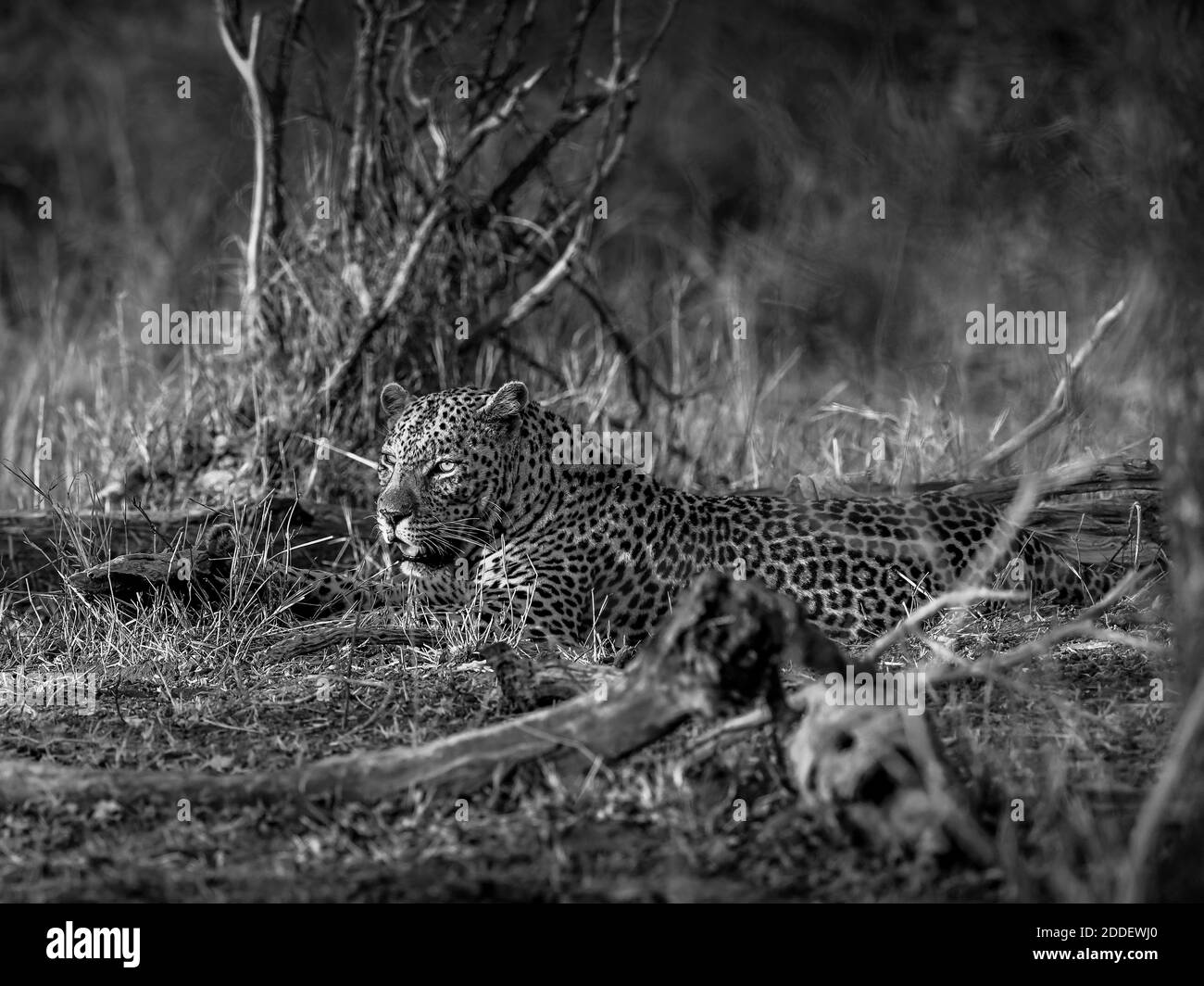 Big sun setting Black and White Stock Photos & Images - Alamy