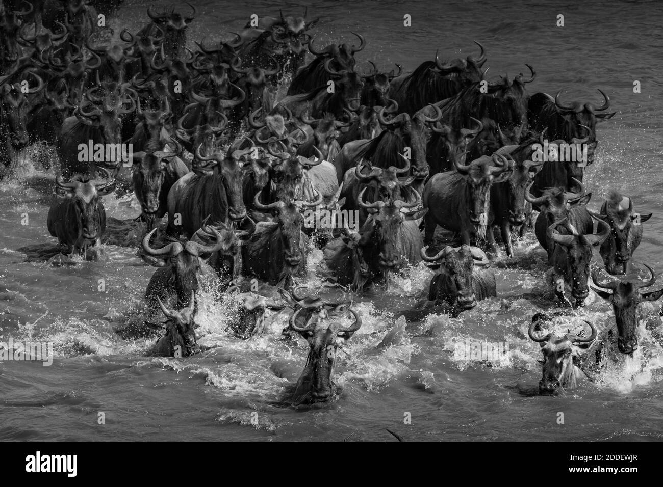 Gnu crossing the Mara River - Tanzania Stock Photo - Alamy