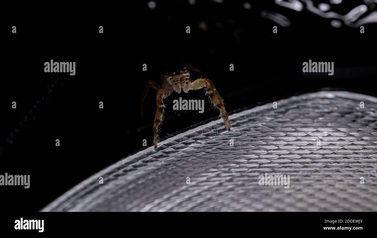 Genus salticus hi-res stock photography and images - Alamy