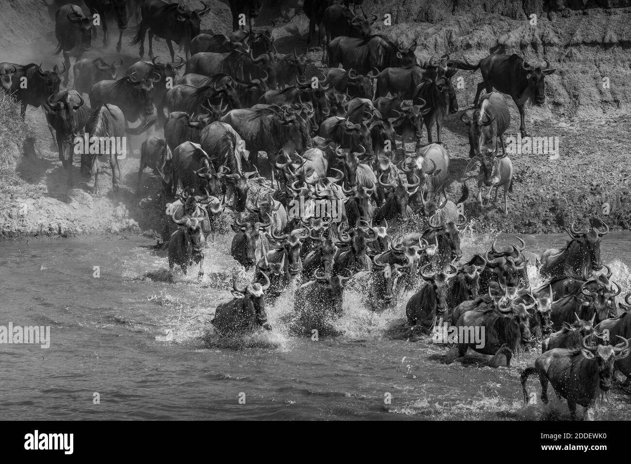 Gnu crossing the Mara River - Tanzania Stock Photo - Alamy